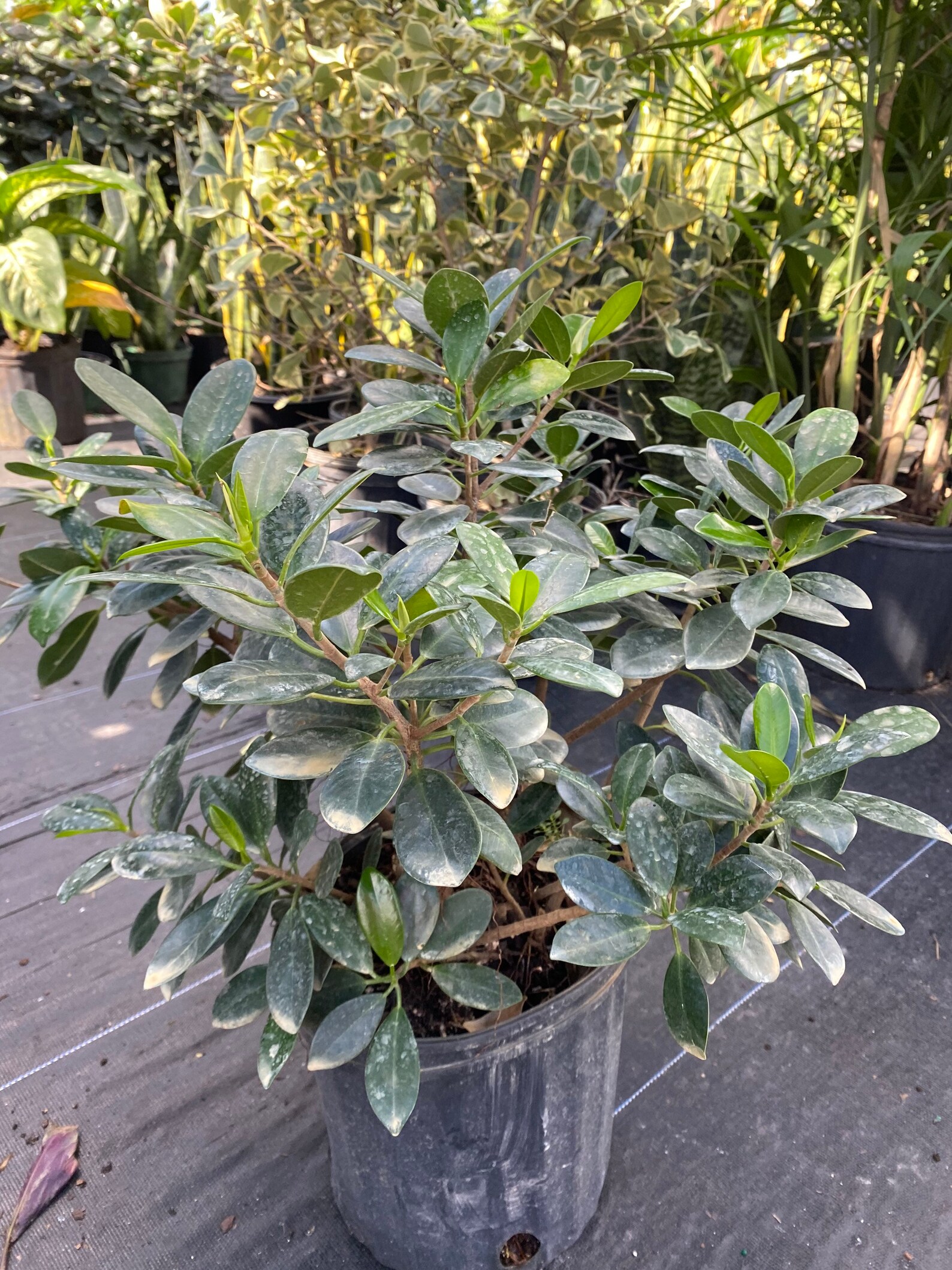 Green Island Ficus Bush – Ficus Microcarpa 10 Inch Pot, Compact ...