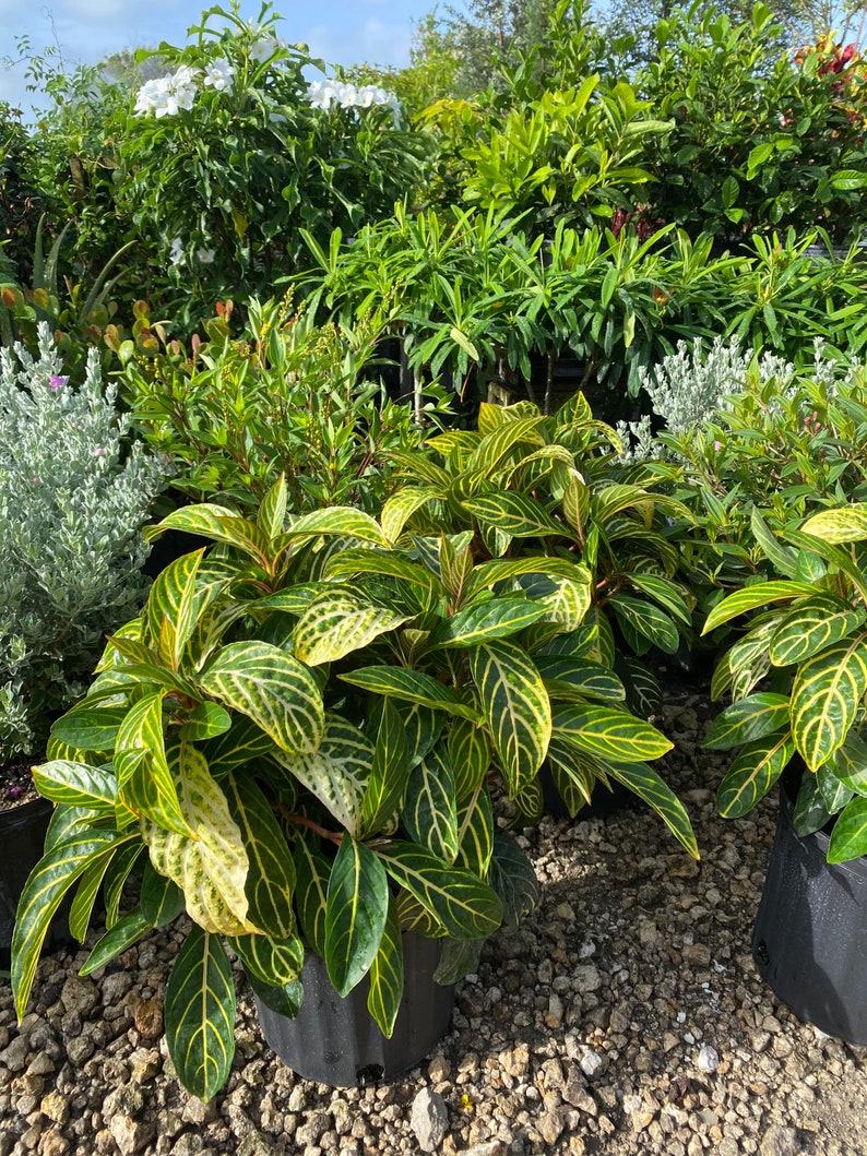 Sanchezia Plant Variegated Sanchezia Speciosa 10 Inch Pot - Etsy