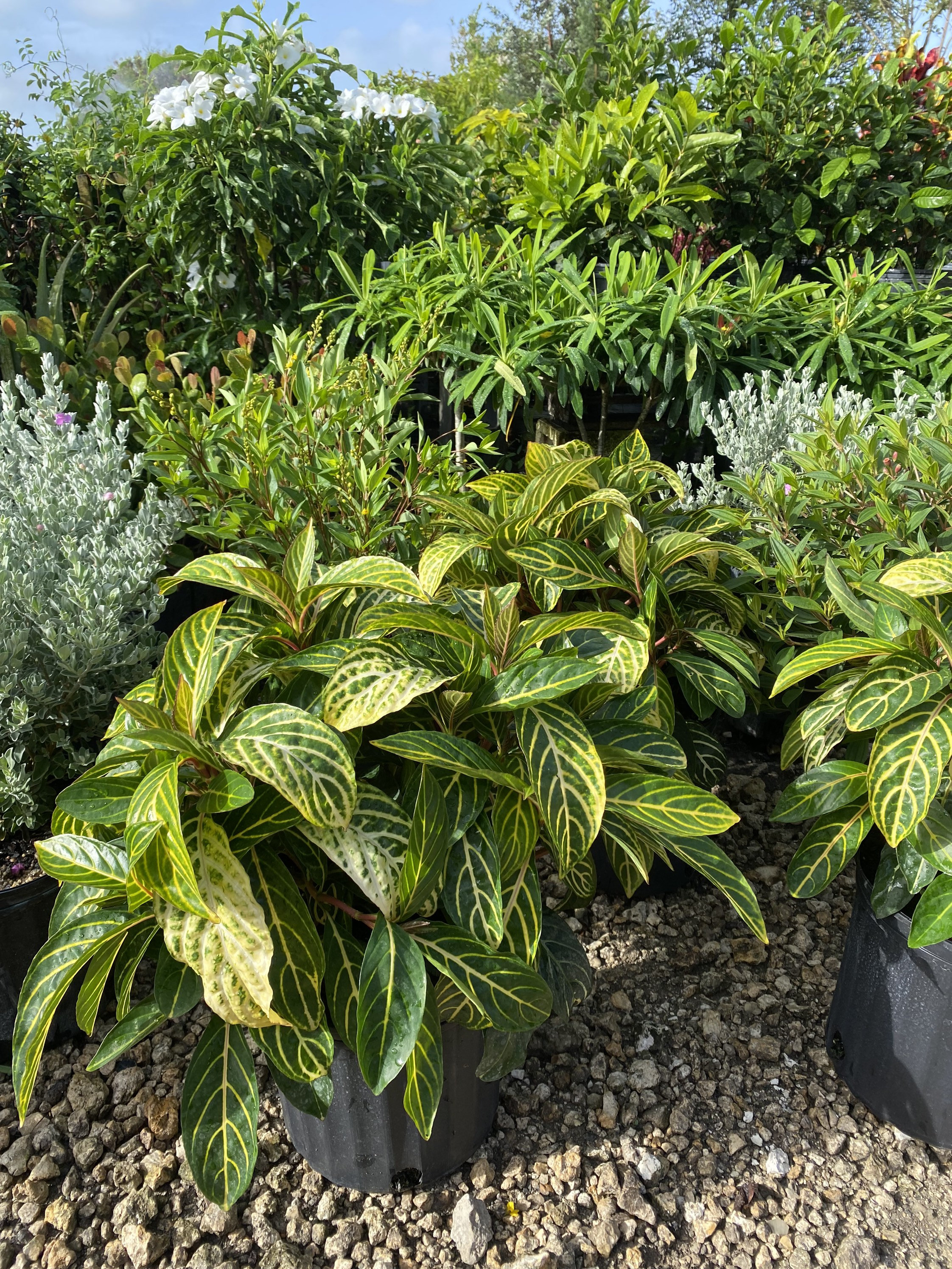 Sanchezia Plant Variegated Sanchezia Speciosa 10 Inch Pot - Etsy