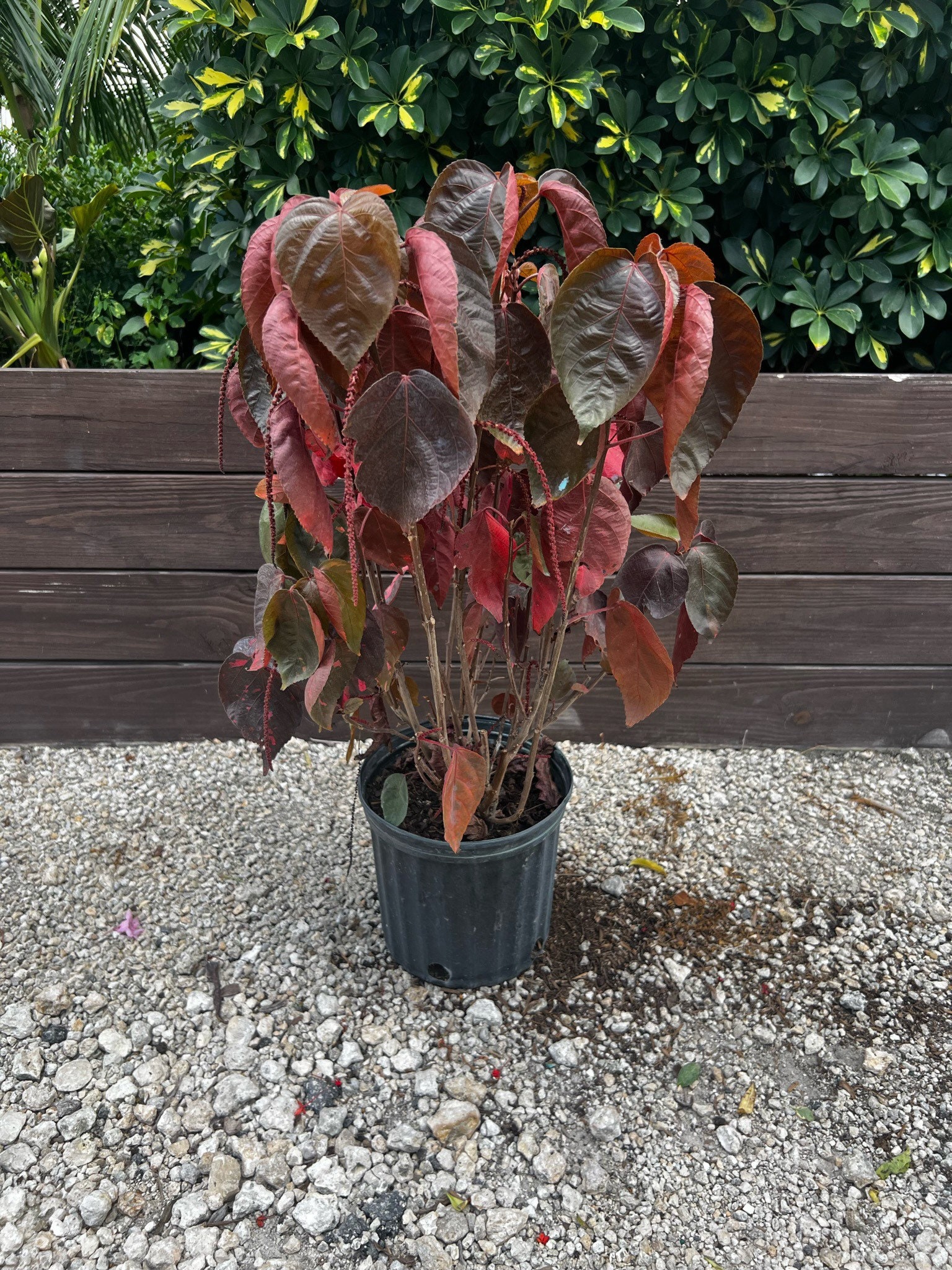 Acalypha Wilkesiana