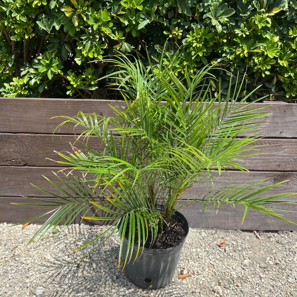 Pygmy Palm - Etsy