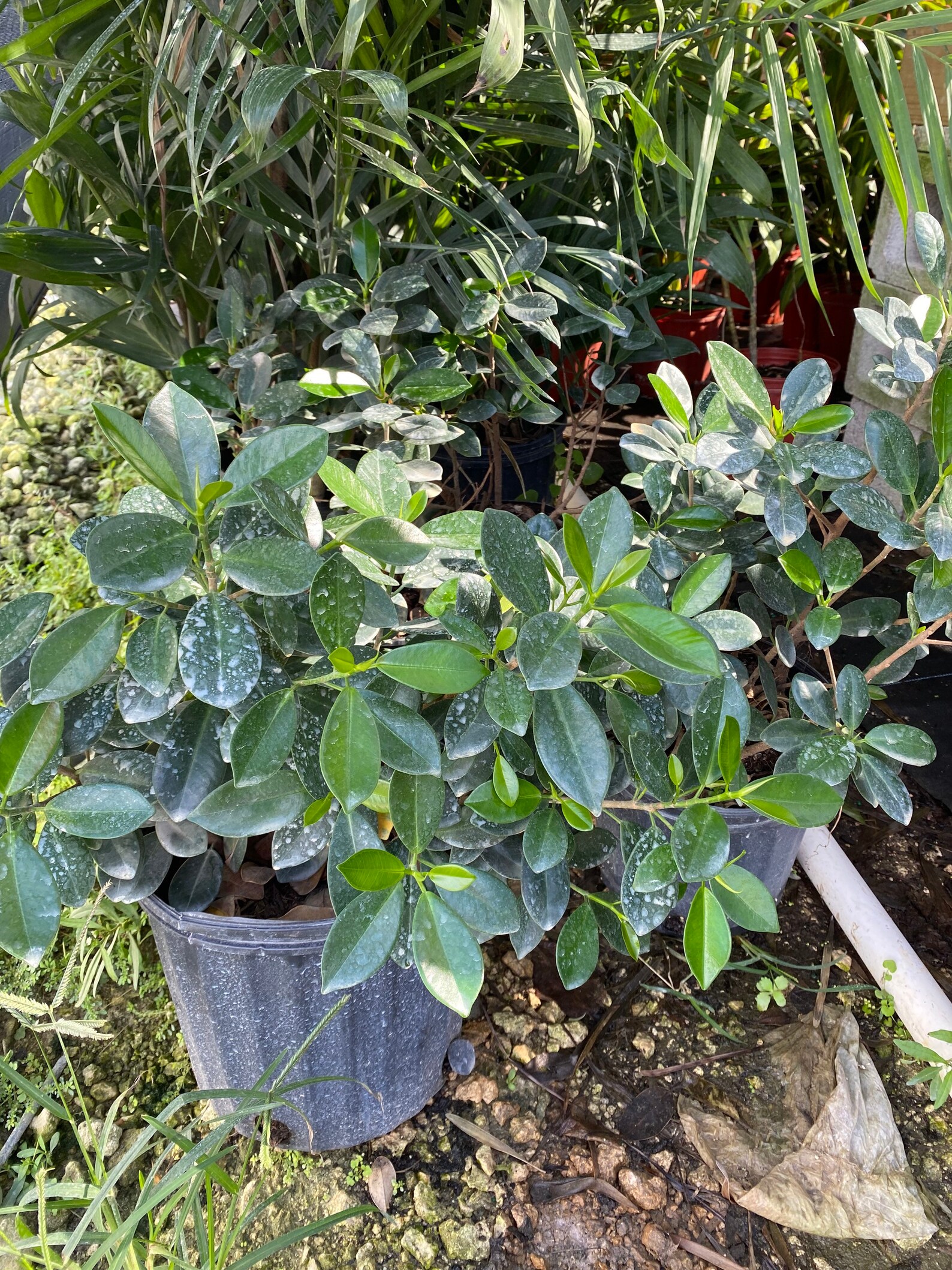 Green Island Ficus Bush Ficus Microcarpa 10 Inch Pot | Etsy