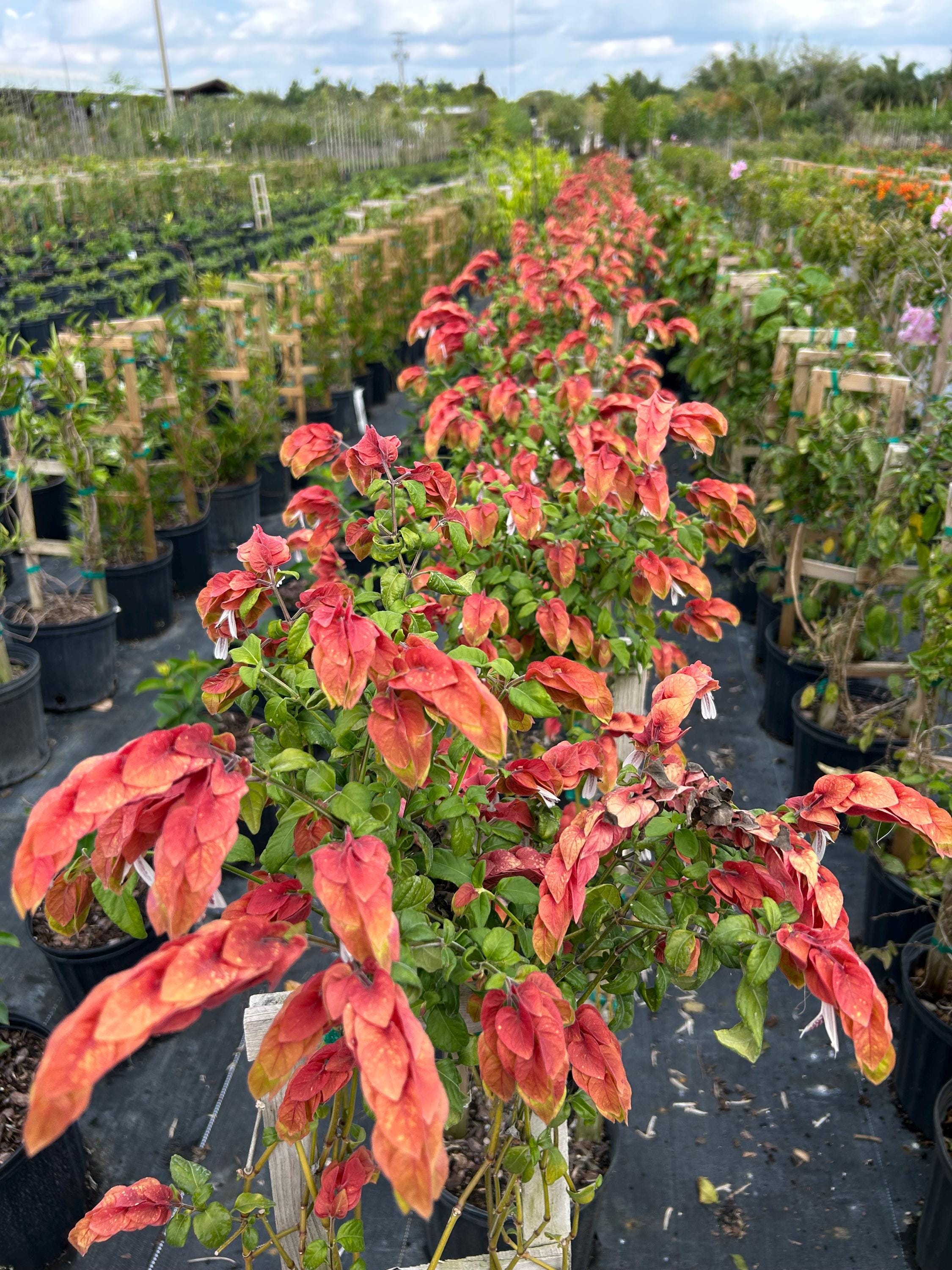 Cocktail Shrimp Plant – Justicia Brandegeana Vine 10 Inch Pot, Tropical ...