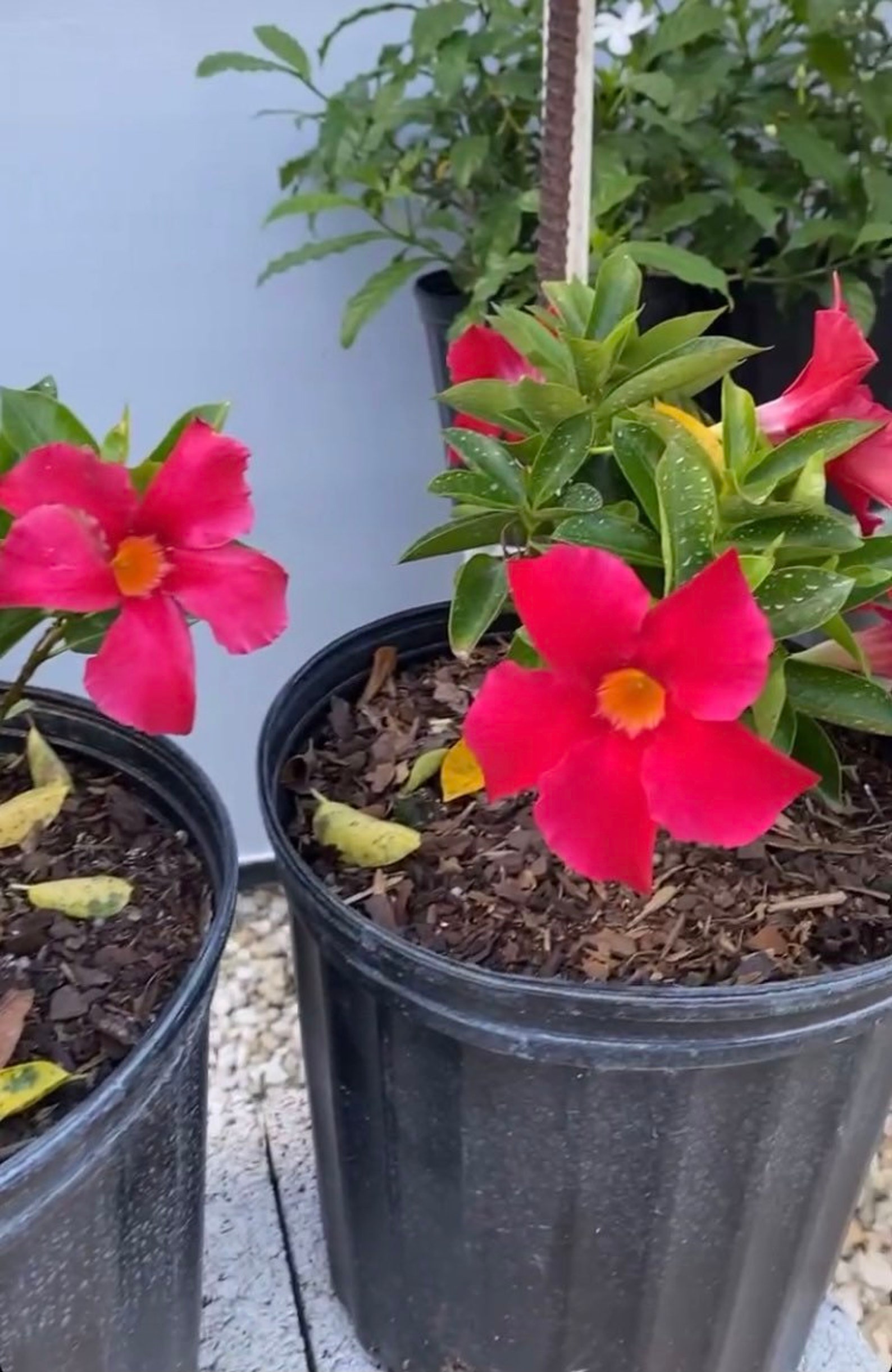 Dipladenia Red – Mandevilla Bush 10 Inch Pot. Live Tropical Flowering ...