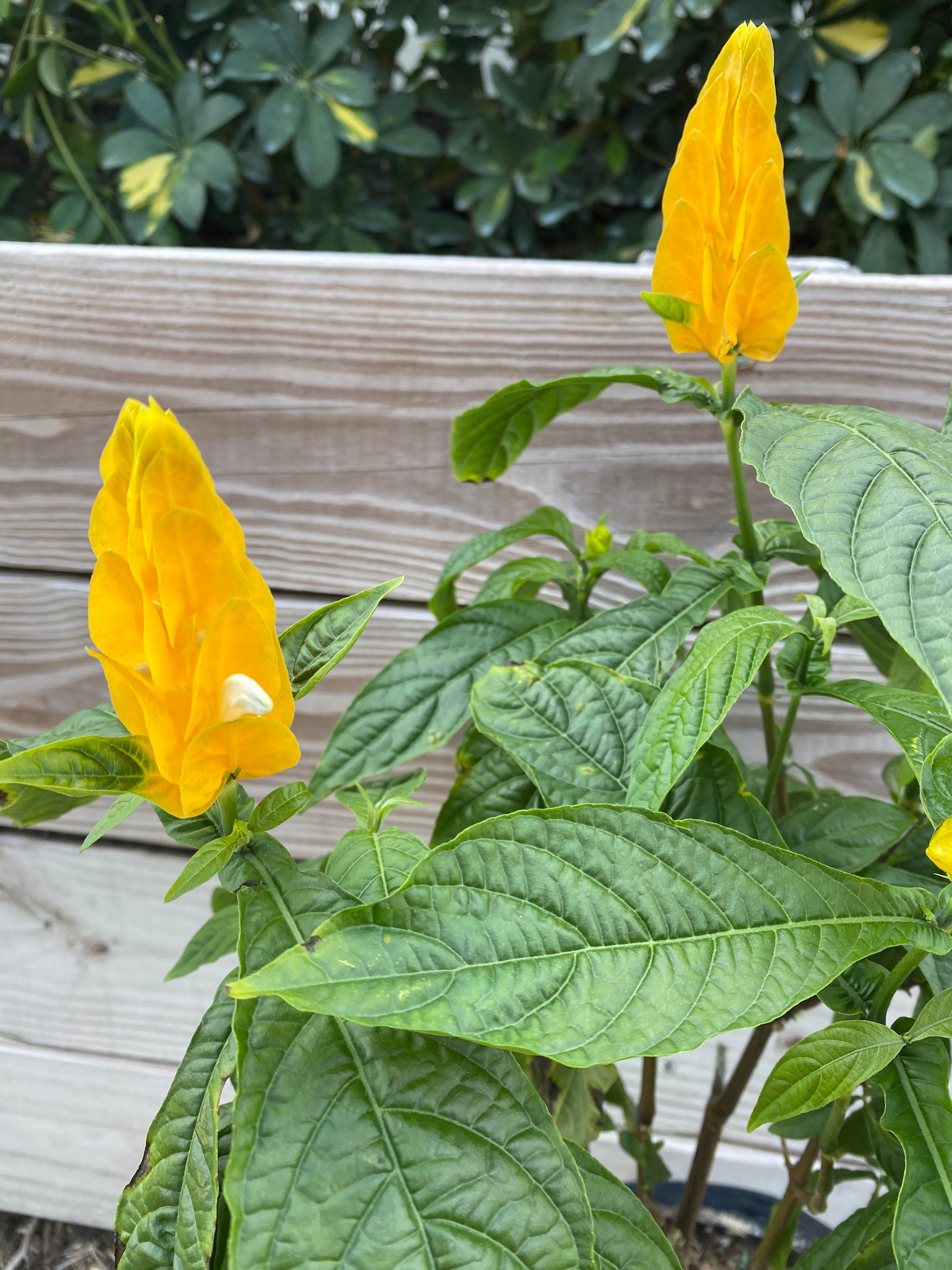 Yellow Shrimp Plant Pachystachys lutea Golden Shrimp plant 10 | Etsy