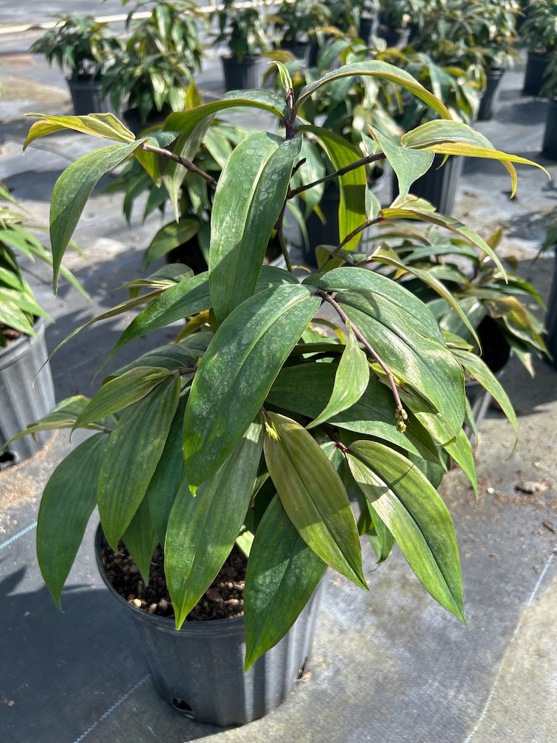 Weeping Blue Ginger Dichorisandra Penduliflora 10 Inch Pot FREE ...