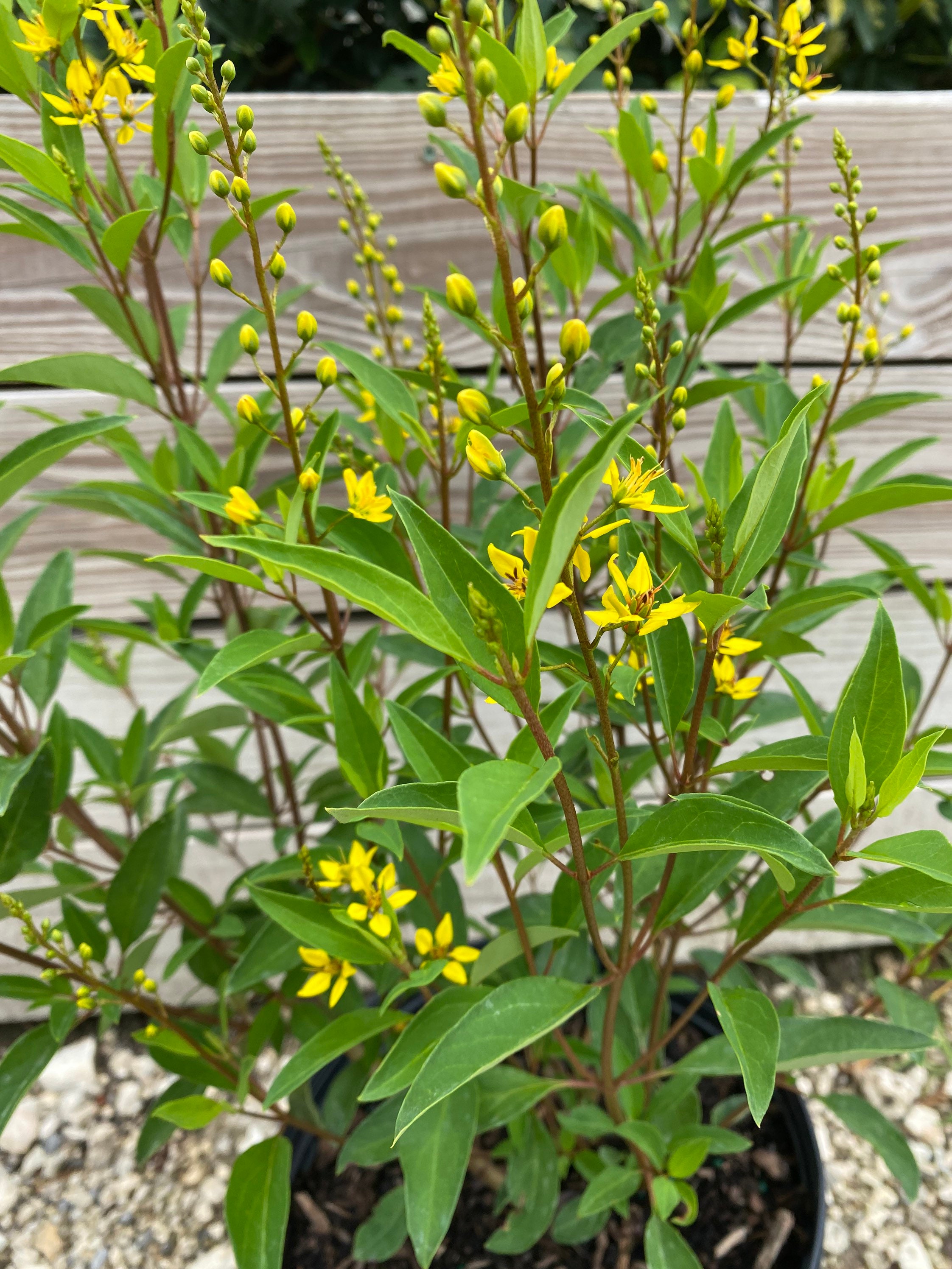 Golden Thryallis Galphimia Glauca 10 Inch Pot Free Shipping to Eastern ...