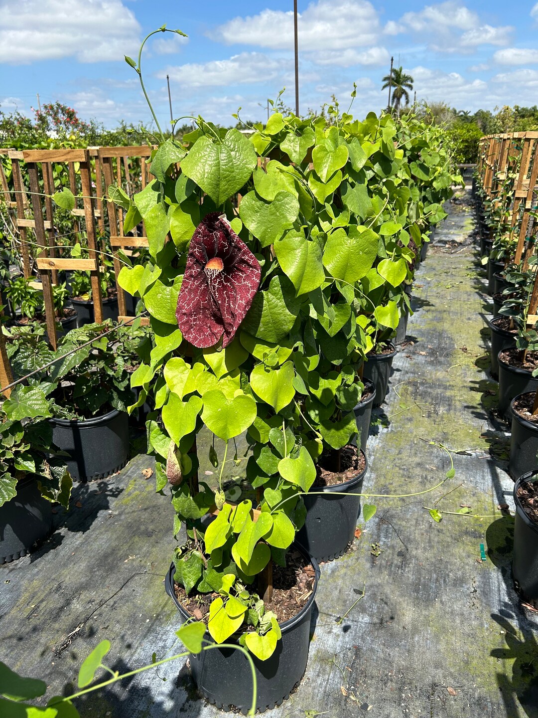 Dutchmans Pipe Aristolochia Littoralis 14 Inch Pot in a 48 Inch Trellis ...