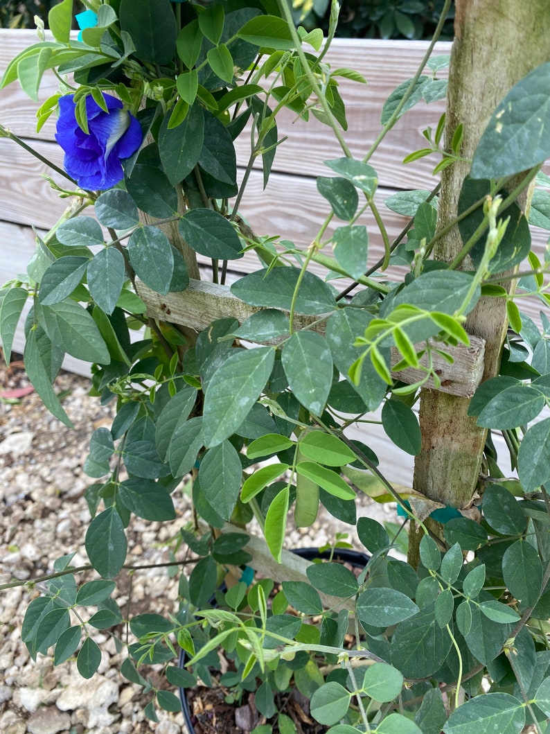 Blue Pea Vine Clitoria Ternatea 10 Inch Pot, 30” Trellis Free Shipping ...