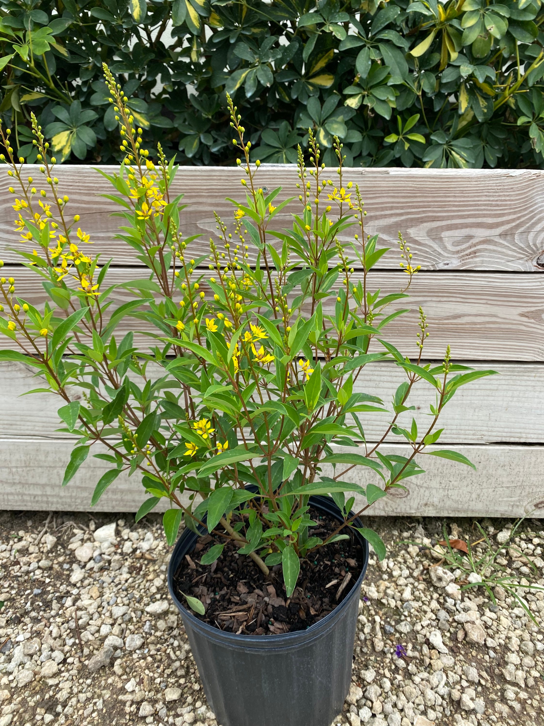 Golden Thryallis Galphimia Glauca 10 Inch Pot Free Shipping to Eastern ...