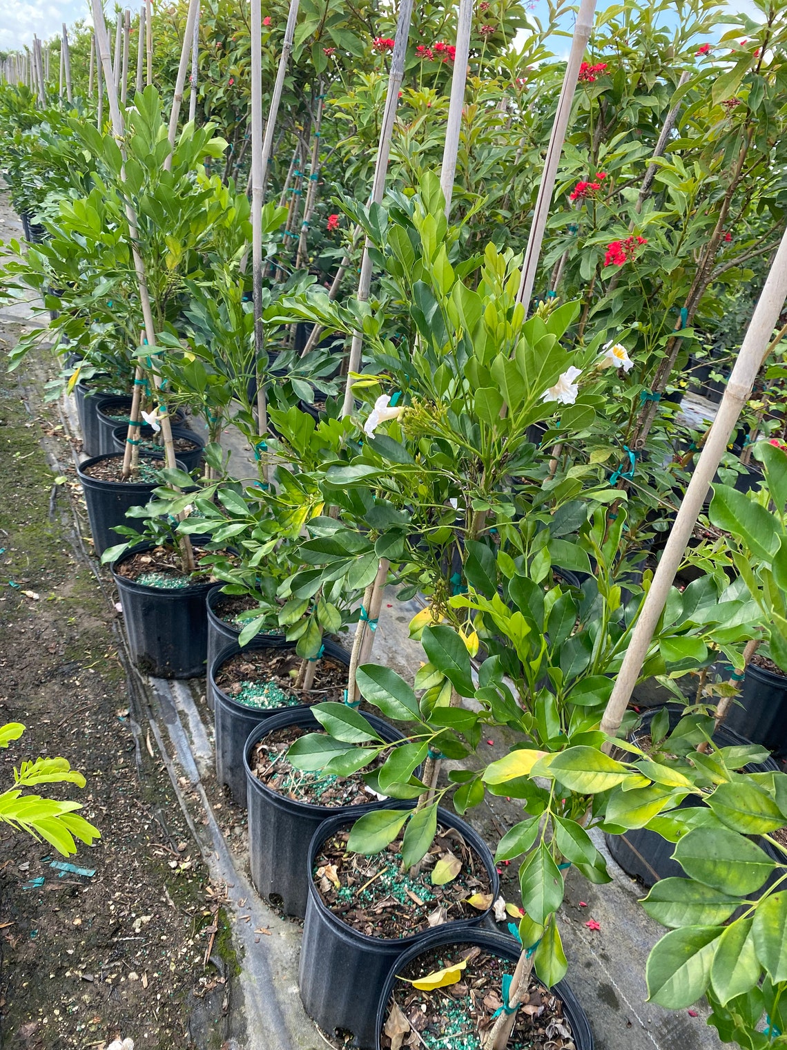Dwarf Tree Jasmine Tree Form – Radermachera Kunmingensis 10 Inch Pot ...