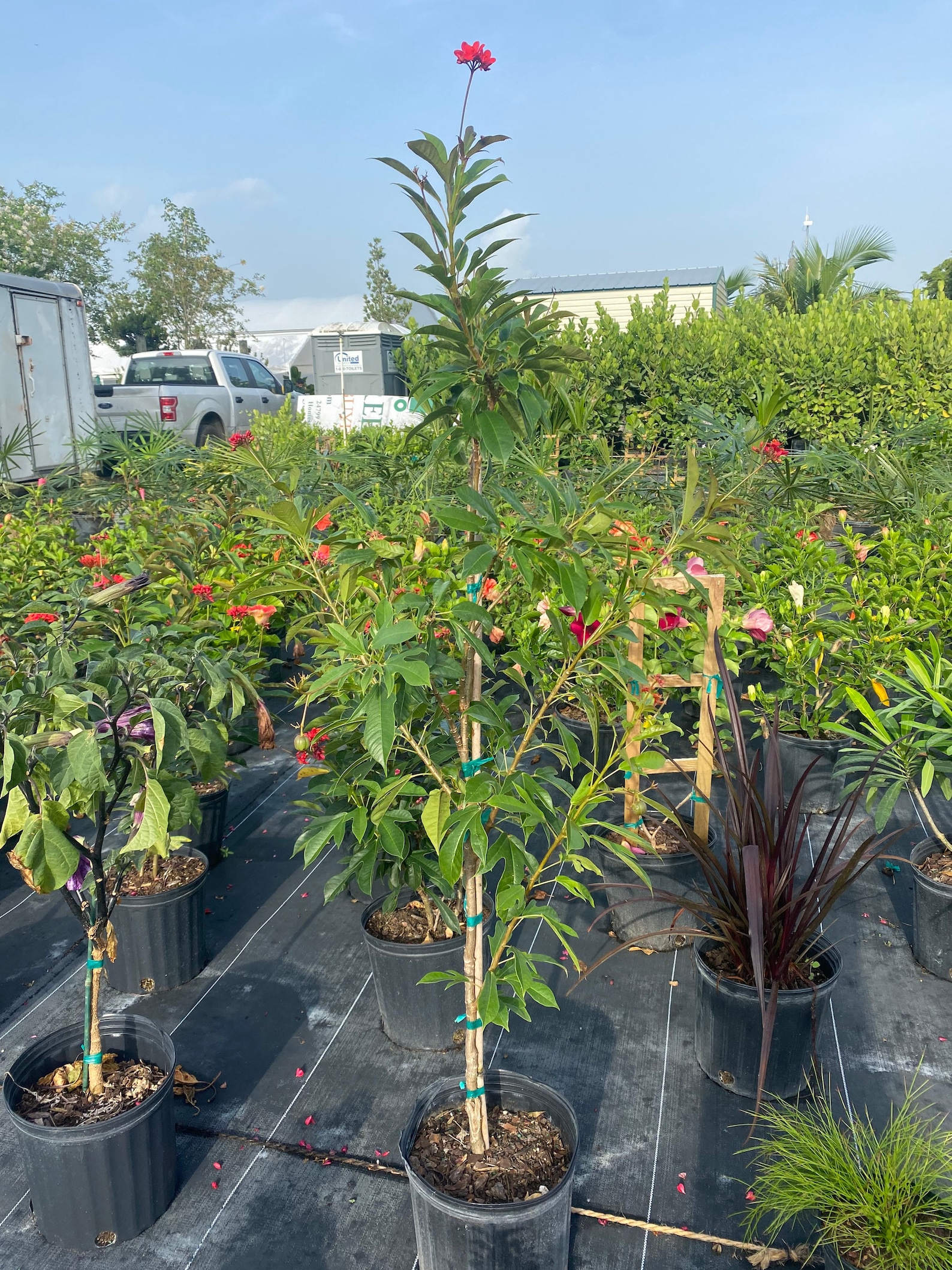 Jatropha Integerrima Red Peregrina Spicy Tree 10 Inch Pot Free Shipping ...