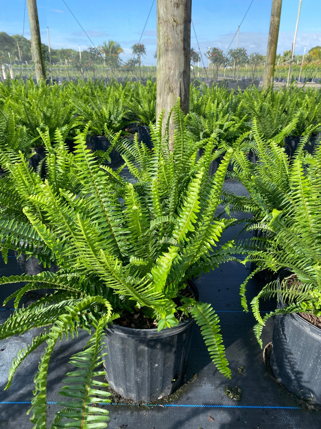 Macho Fern Nephrolepis Biserrata 10” Inch Pot - Etsy