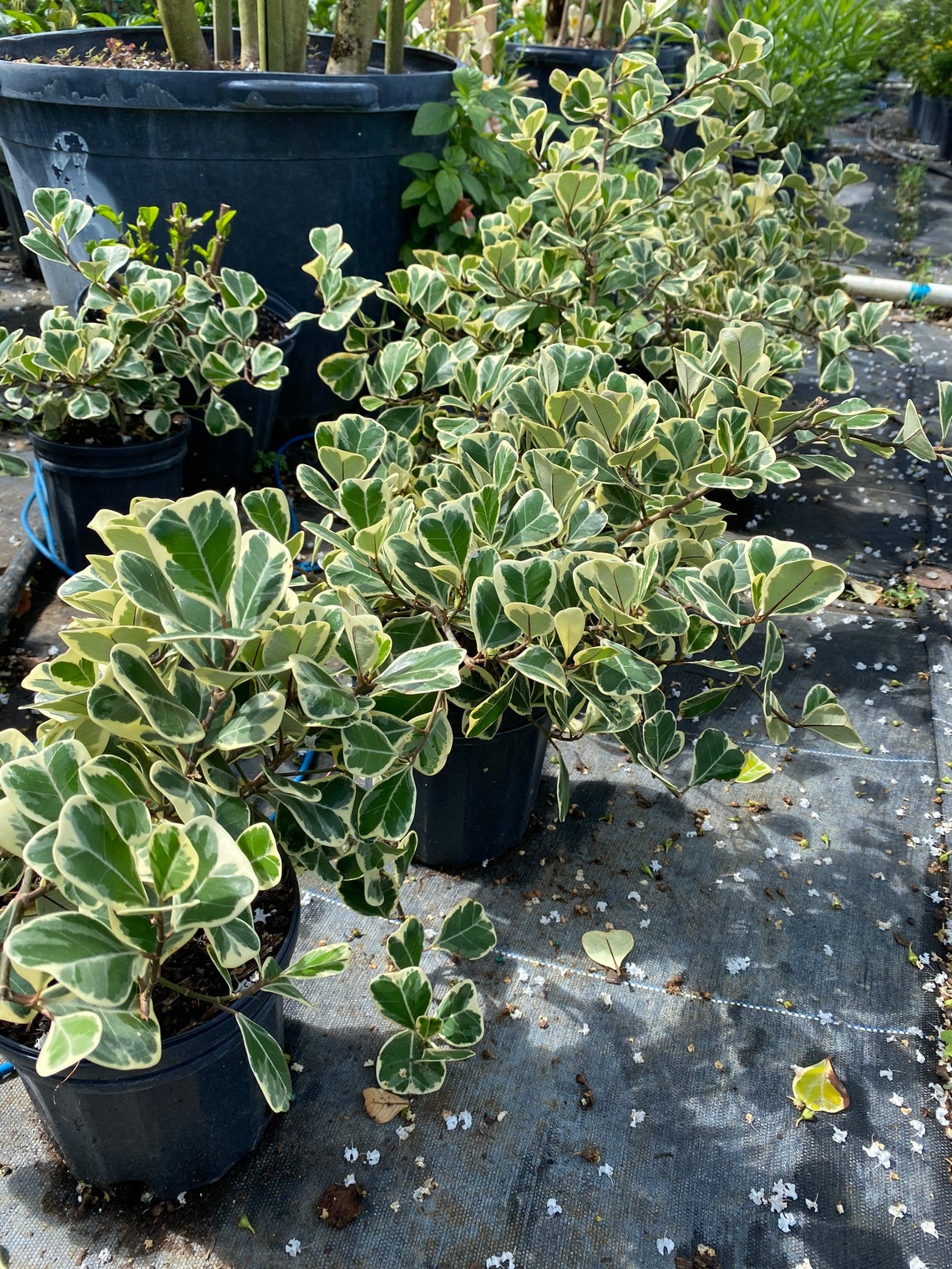 Ficus Triangularis Variegata Variegated Dwarf Triangle Fig 6 | Etsy