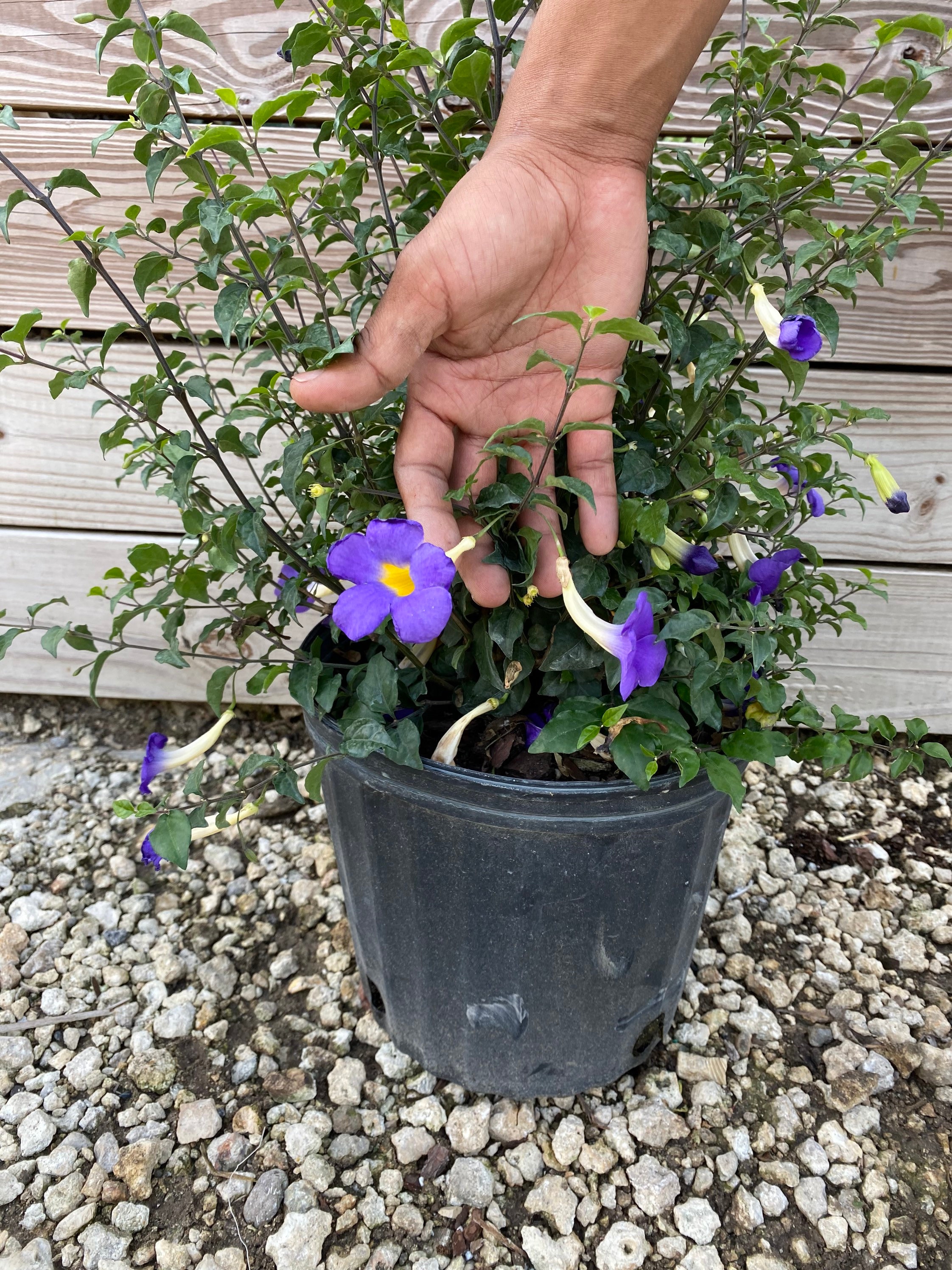 Kings Mantle Thunbergia Upright