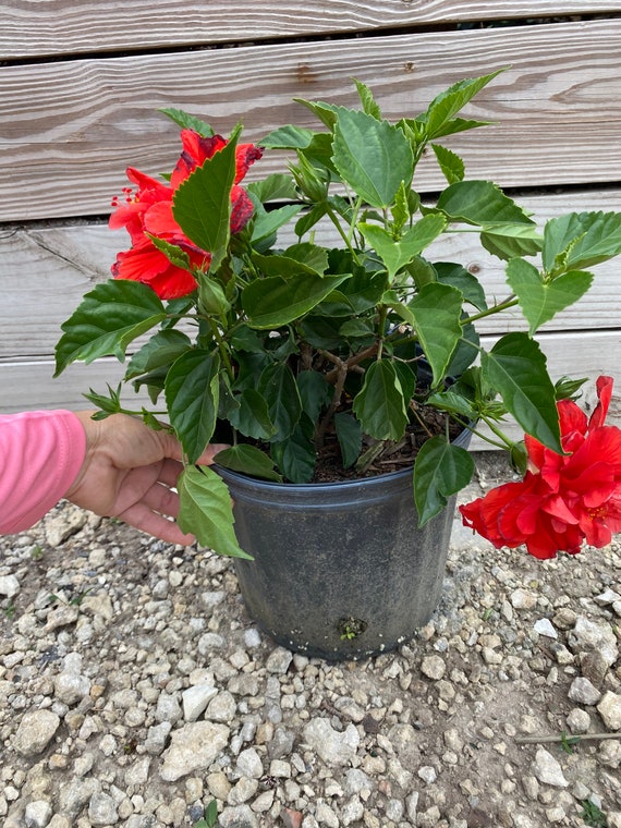 Red Hibiscus Tree