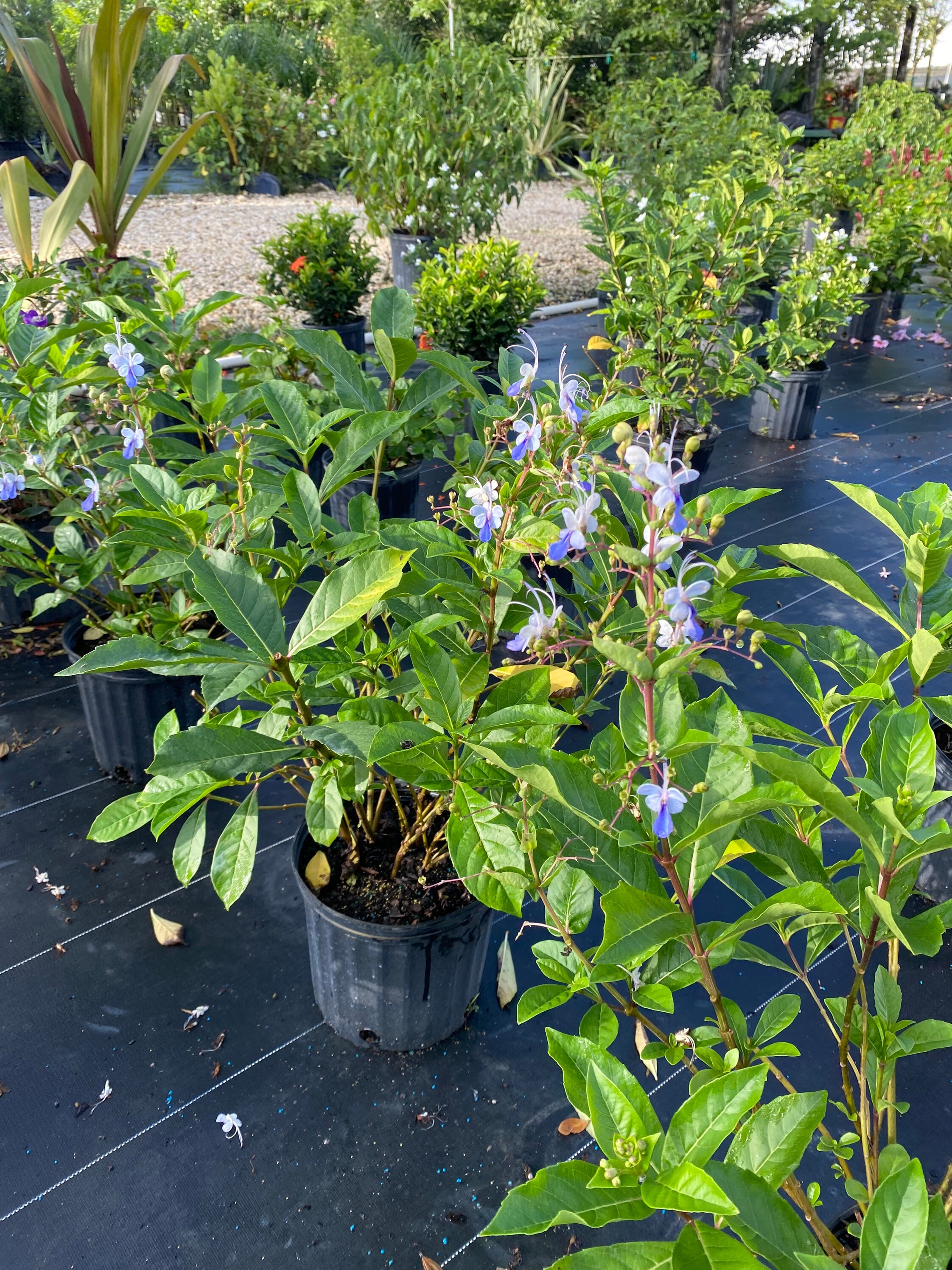 Clerodendrum Blue Butterfly Bush Clerodendrum Ugandense 10 - Etsy Norway