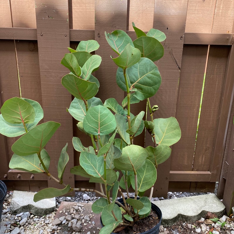 Sea Grape Tree - Etsy