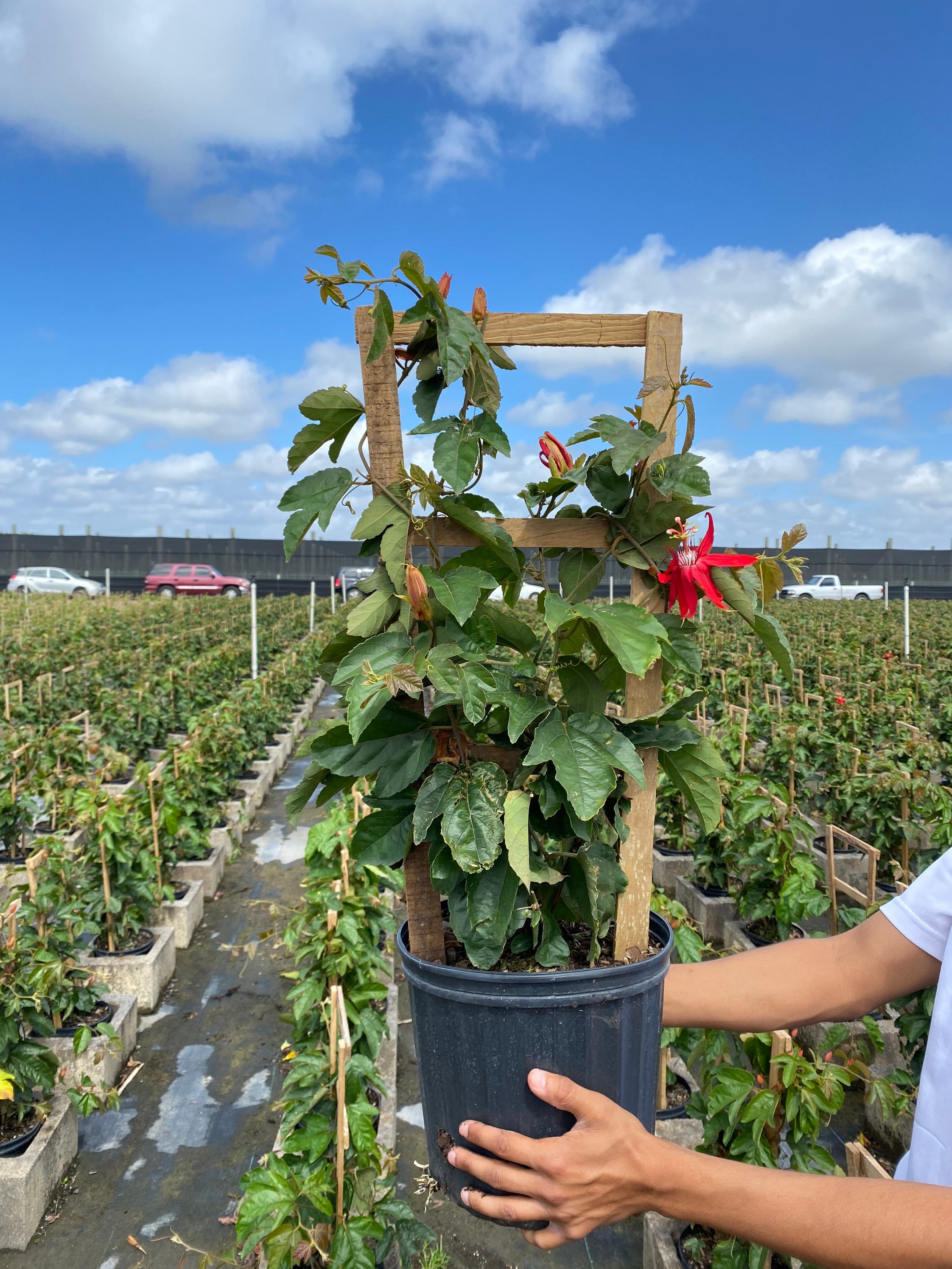 Red Passion Vine In Trellis Passionflower 10 Pot This Plant Etsy