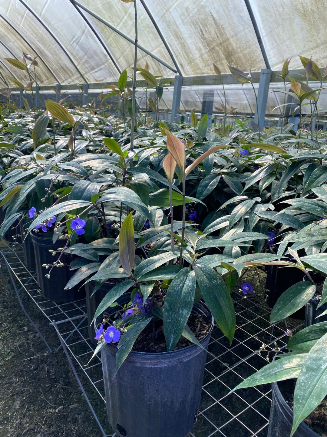 Weeping Blue Ginger Dichorisandra Penduliflora 10 Inch Pot - Etsy