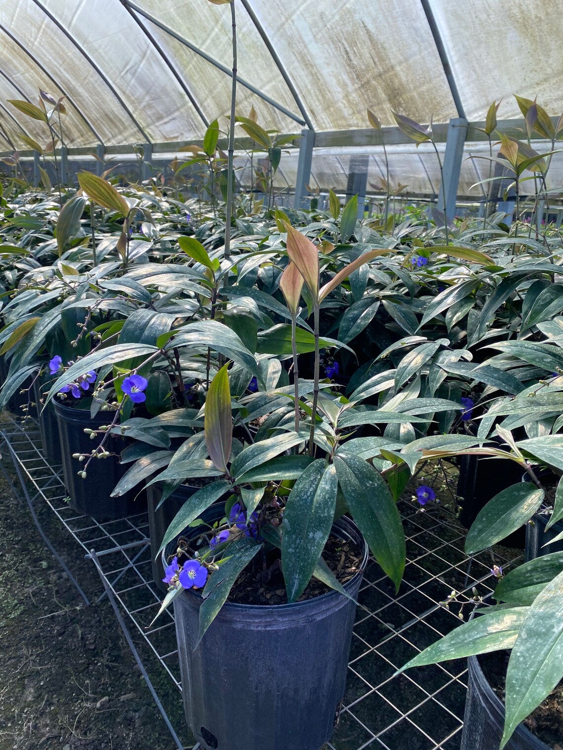 Weeping Blue Ginger – Dichorisandra Penduliflora 10 Inch Pot, Tropical ...