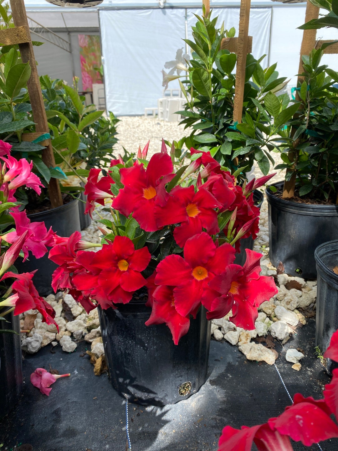 Dipladenia Red – Mandevilla Bush 10 Inch Pot. Live Tropical Flowering ...