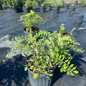 Necklace Pod Sophora Tormentosa TREE FORM 10 Inch Pot FREE Shipping ...