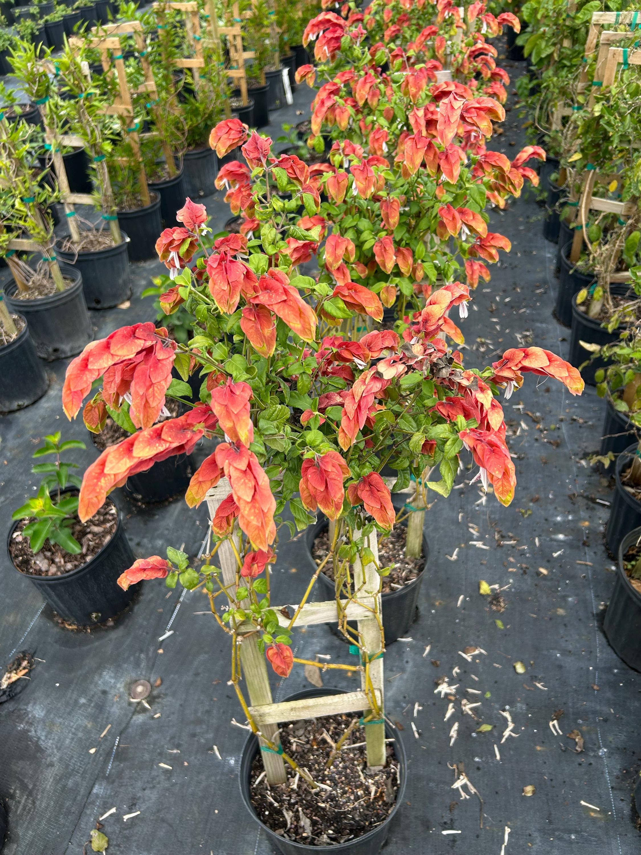 Cocktail Shrimp Plant – Justicia Brandegeana Vine 10 Inch Pot, Tropical ...