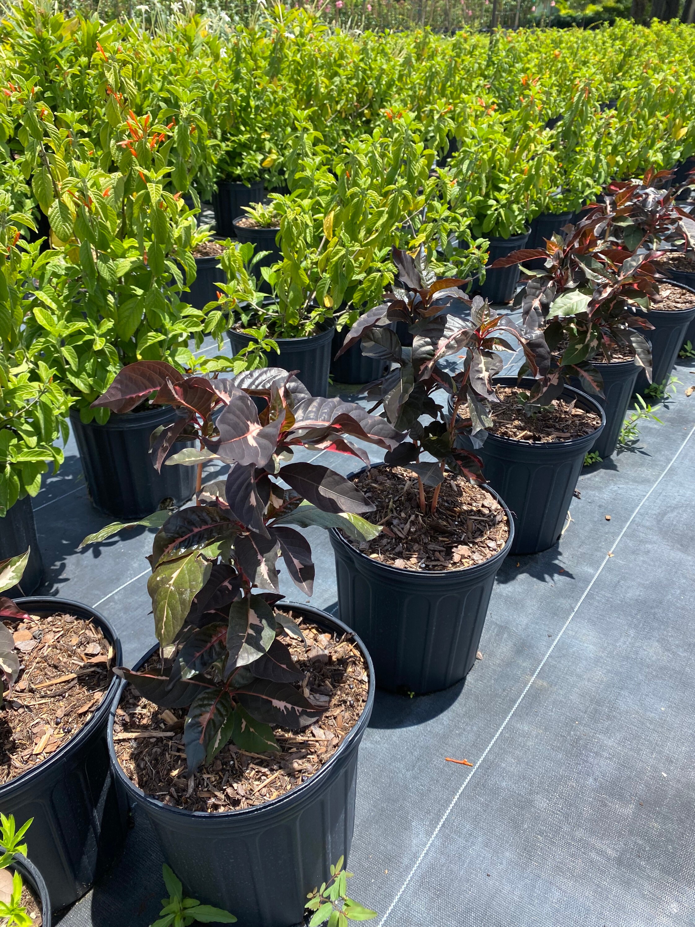 Jamaican Croton Chocolate Caricature Croton 10 Inch Pot | Etsy