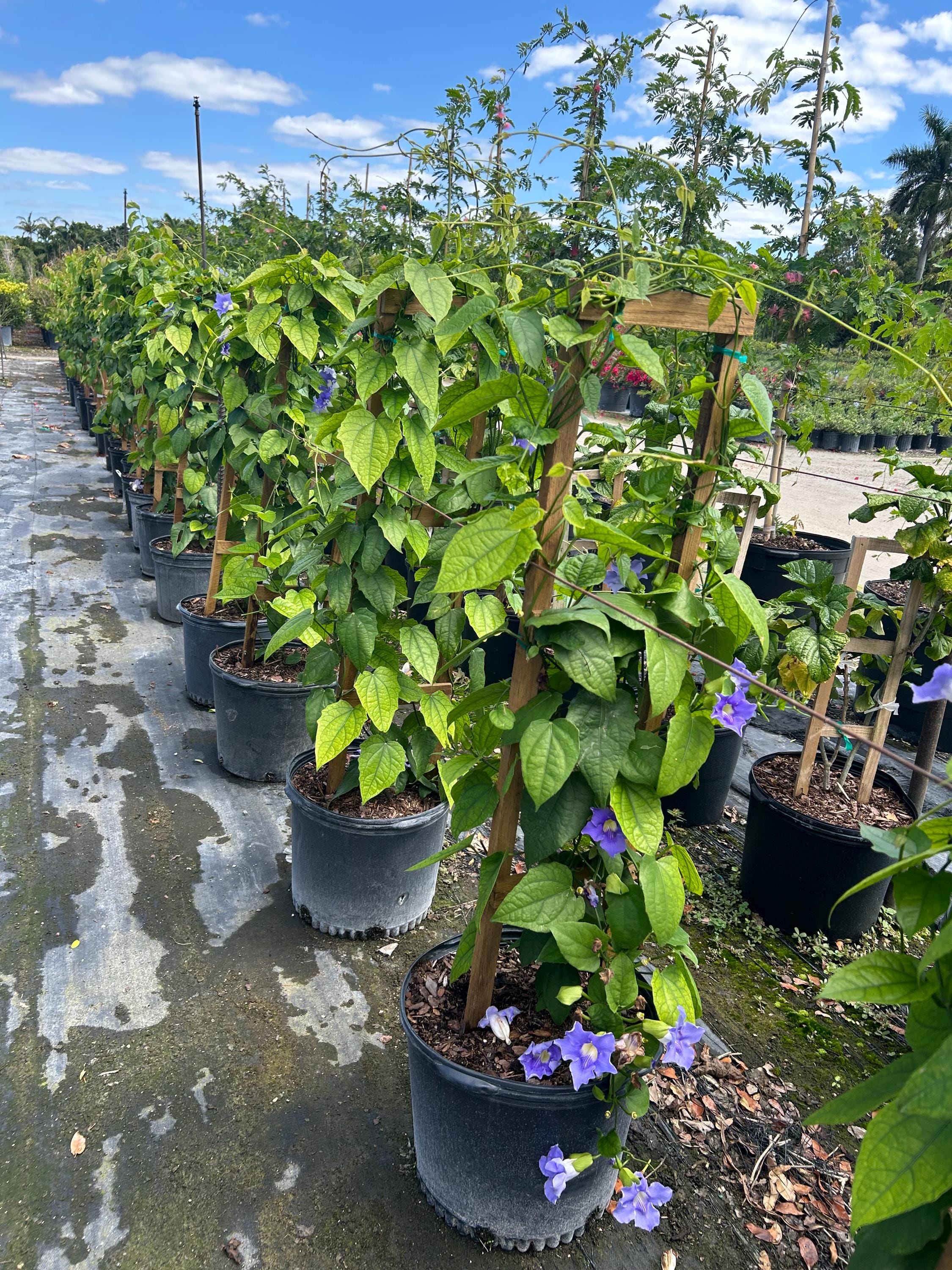 Sky Vine – Bengal Clockvine Thunbergia Grandiflora 14 Inch Pot ...
