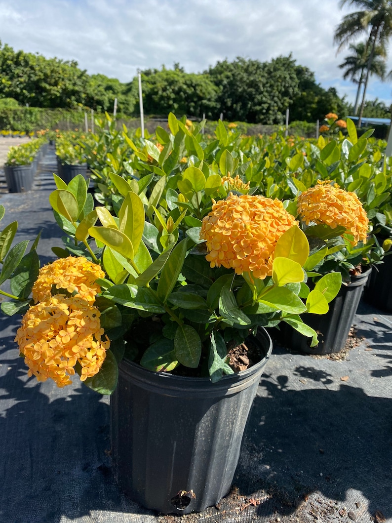 Ixora Maui Yellow Ixora Coccinea 10 Inch Pot Free Shipping to Eastern ...