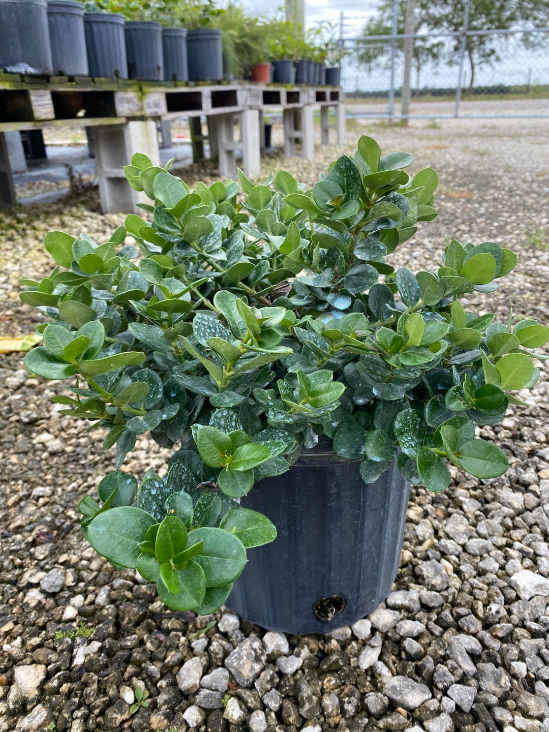 Carissa Boxwood Beauty Carissa Macrocarpa 10” Inch Pot - Etsy