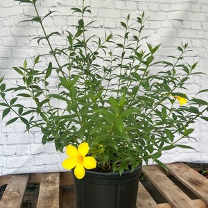 Allamanda Dwarf Allamanda Cathartica ‘compacta’ 10 Inch Pot Free ...