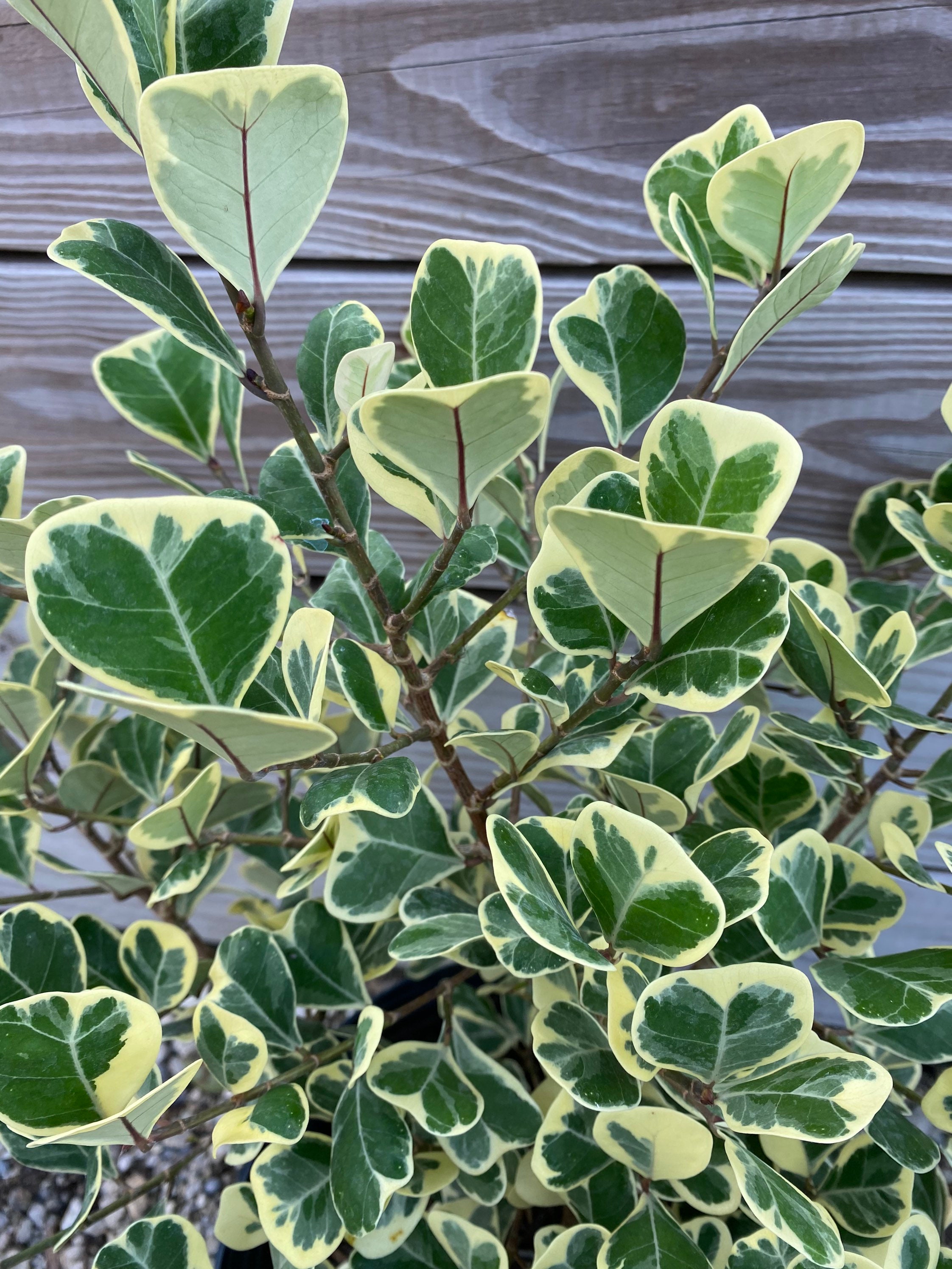 Ficus Triangularis Variegata Variegated Dwarf Triangle Fig 10 | Etsy