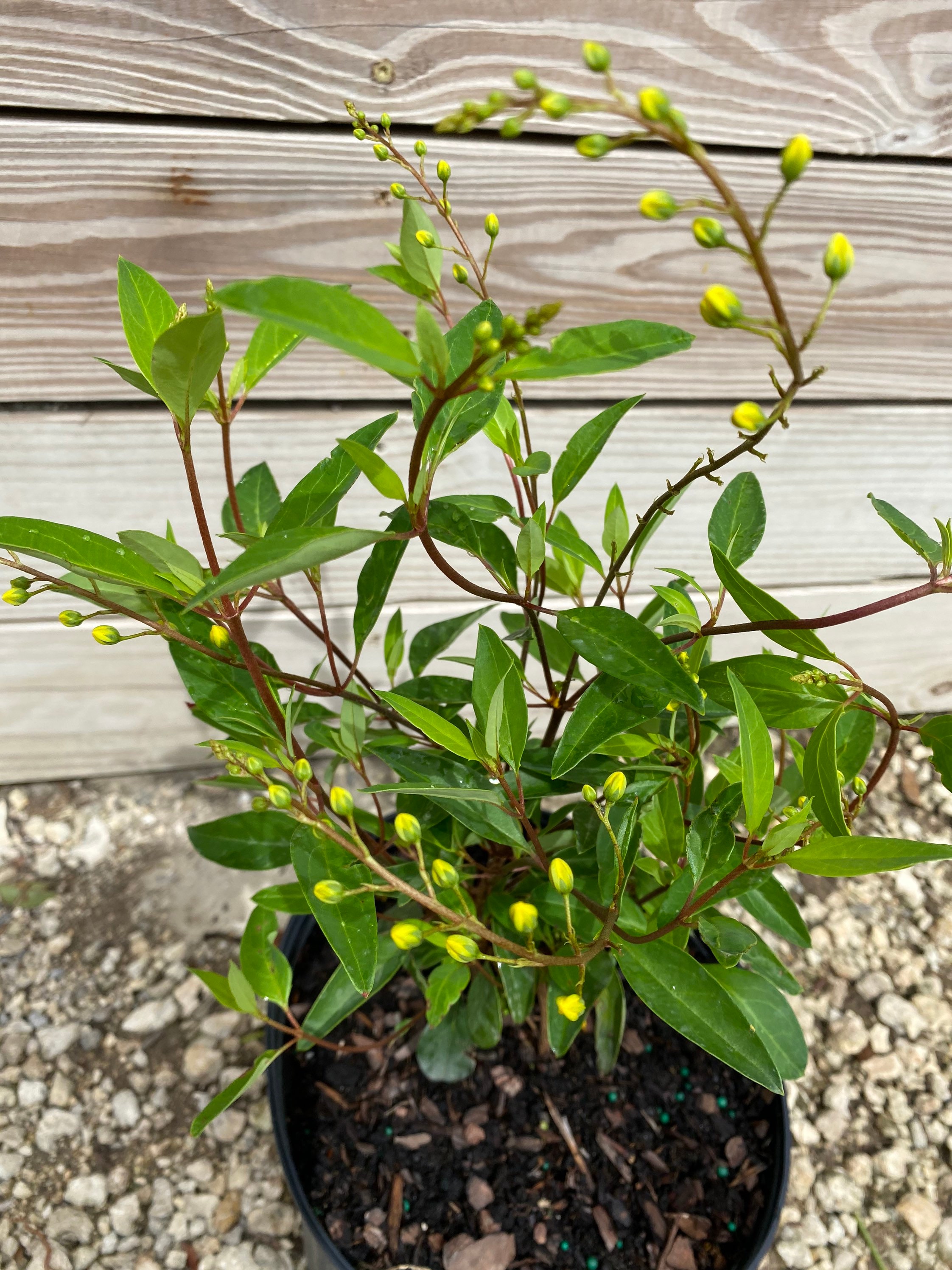 Golden Thryallis Galphimia Glauca 10 Inch Pot Free Shipping to Eastern ...