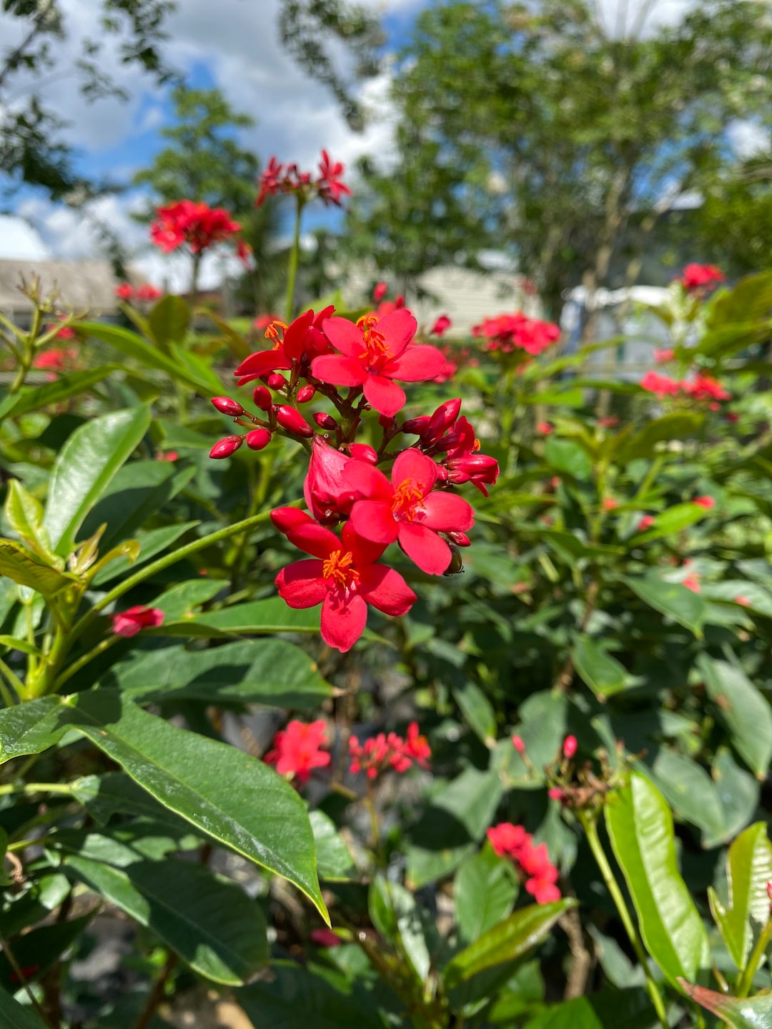 Jatropha Integerrima Red Peregrina Spicy Jatropha 10 Inch Pot - Etsy