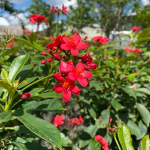 Jatropha Integerrima ‘red Peregrina’ – Spicy Jatropha 10 Inch Pot ...