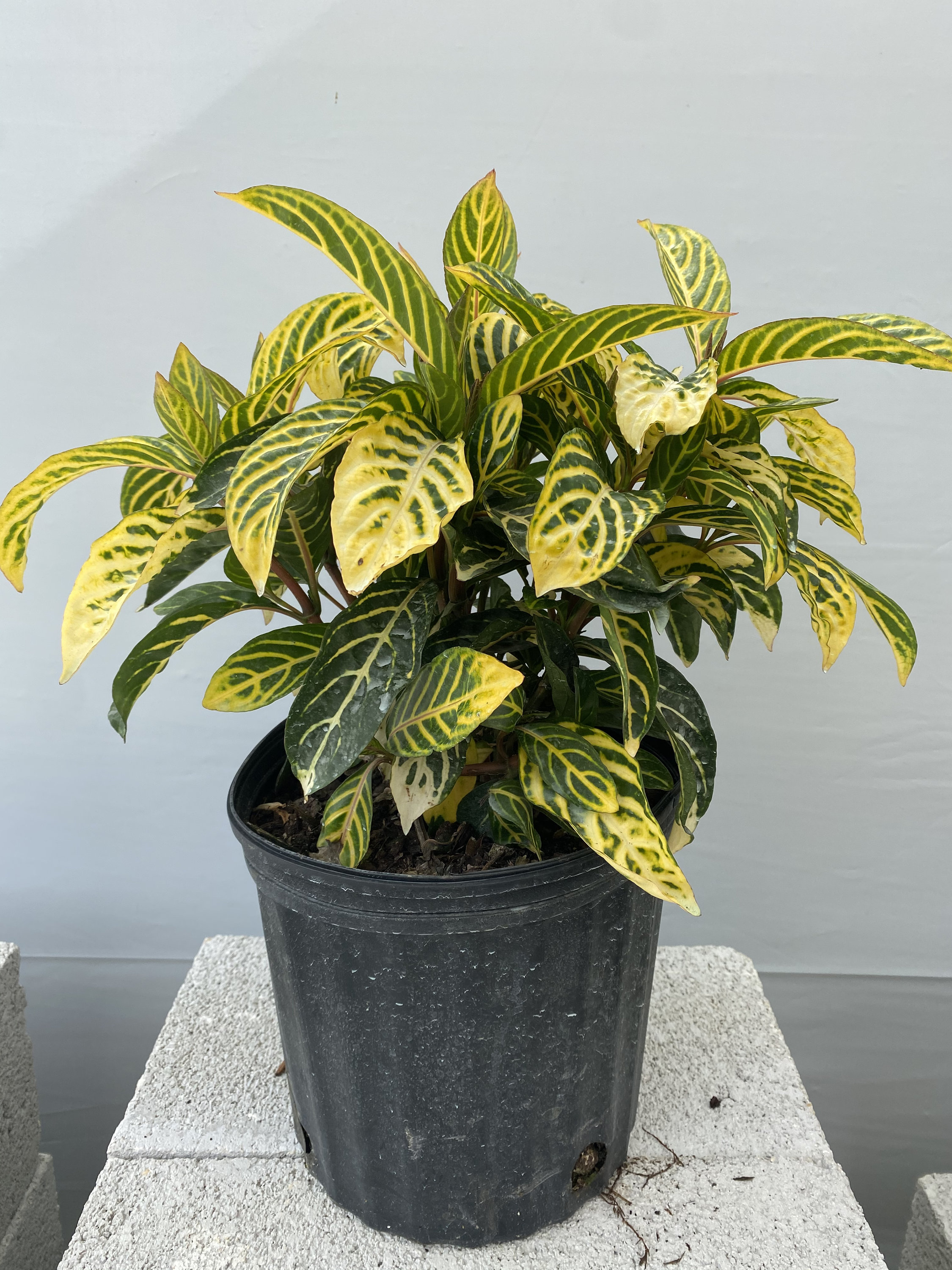 Variegated Sanchezia Plant – Sanchezia Speciosa 10 Inch Pot, Tropical ...