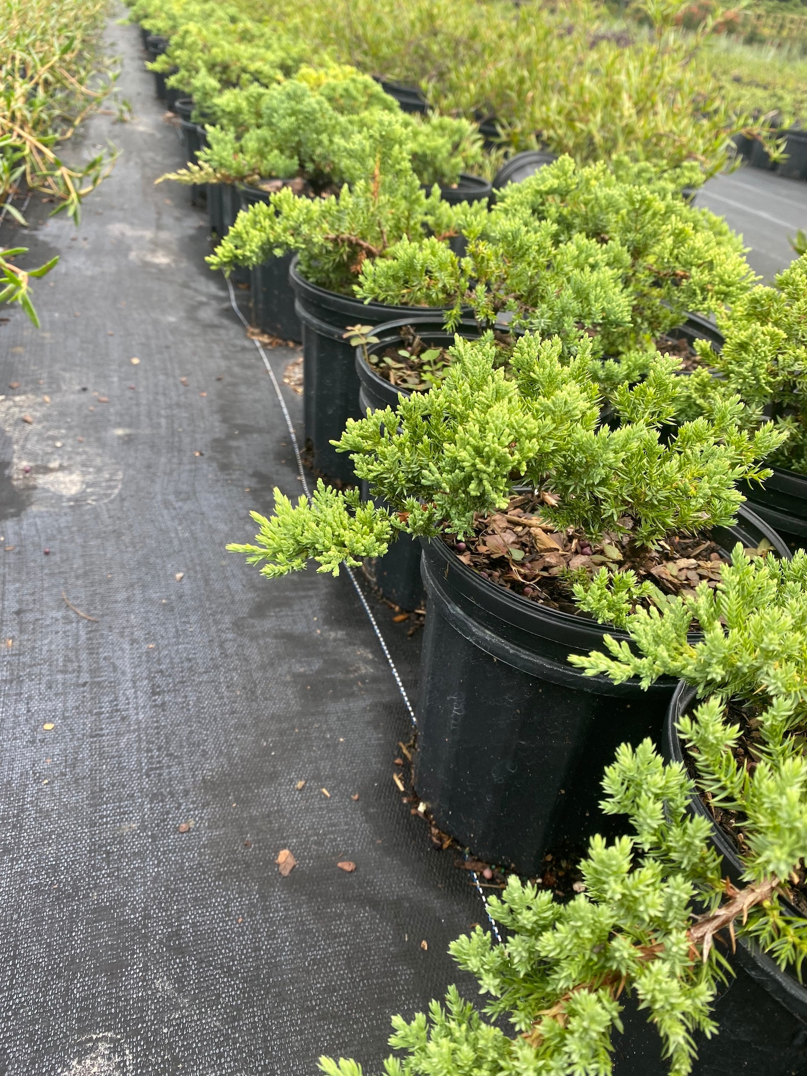 Juniper Parsoni Juniperus Chinensis 6 Inch Pot - Etsy