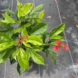 Jatropha Integerrima ‘red Peregrina’ – Spicy Jatropha 10 Inch Pot ...