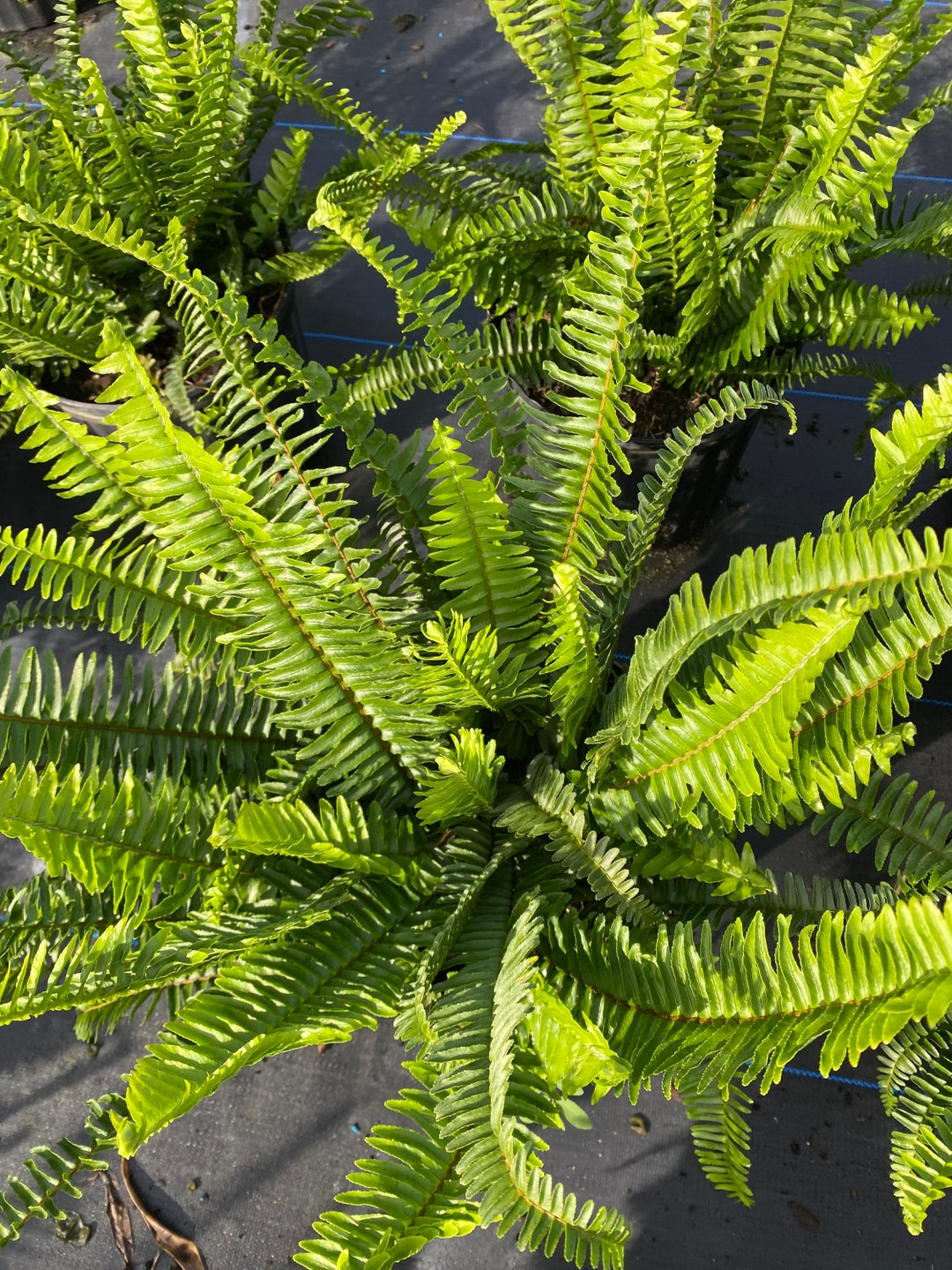 Macho Fern Nephrolepis Biserrata 10 Inch Pot FREE Shipping - Etsy