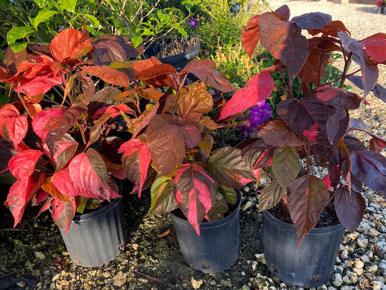Copper Leaf – Acalypha Wilkesiana 10 Inch Pot Live Tropical Foliage ...