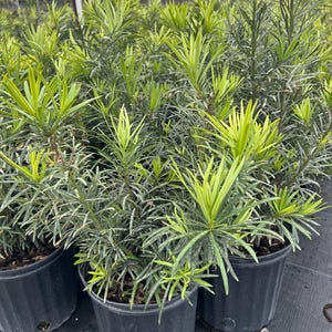 Podocarpus Maki – Podocarpus Macrophyllus 10 Inch Pot, Evergreen ...
