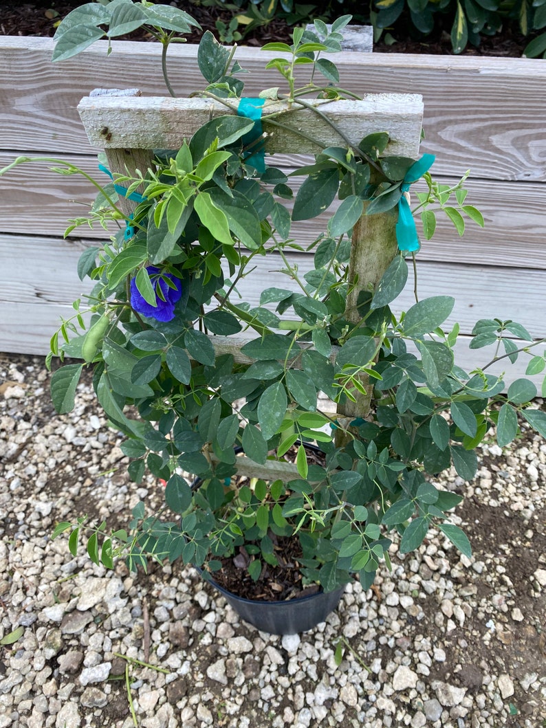 Blue Pea Vine Clitoria Ternatea 10 Inch Pot, 30” Trellis Free Shipping ...