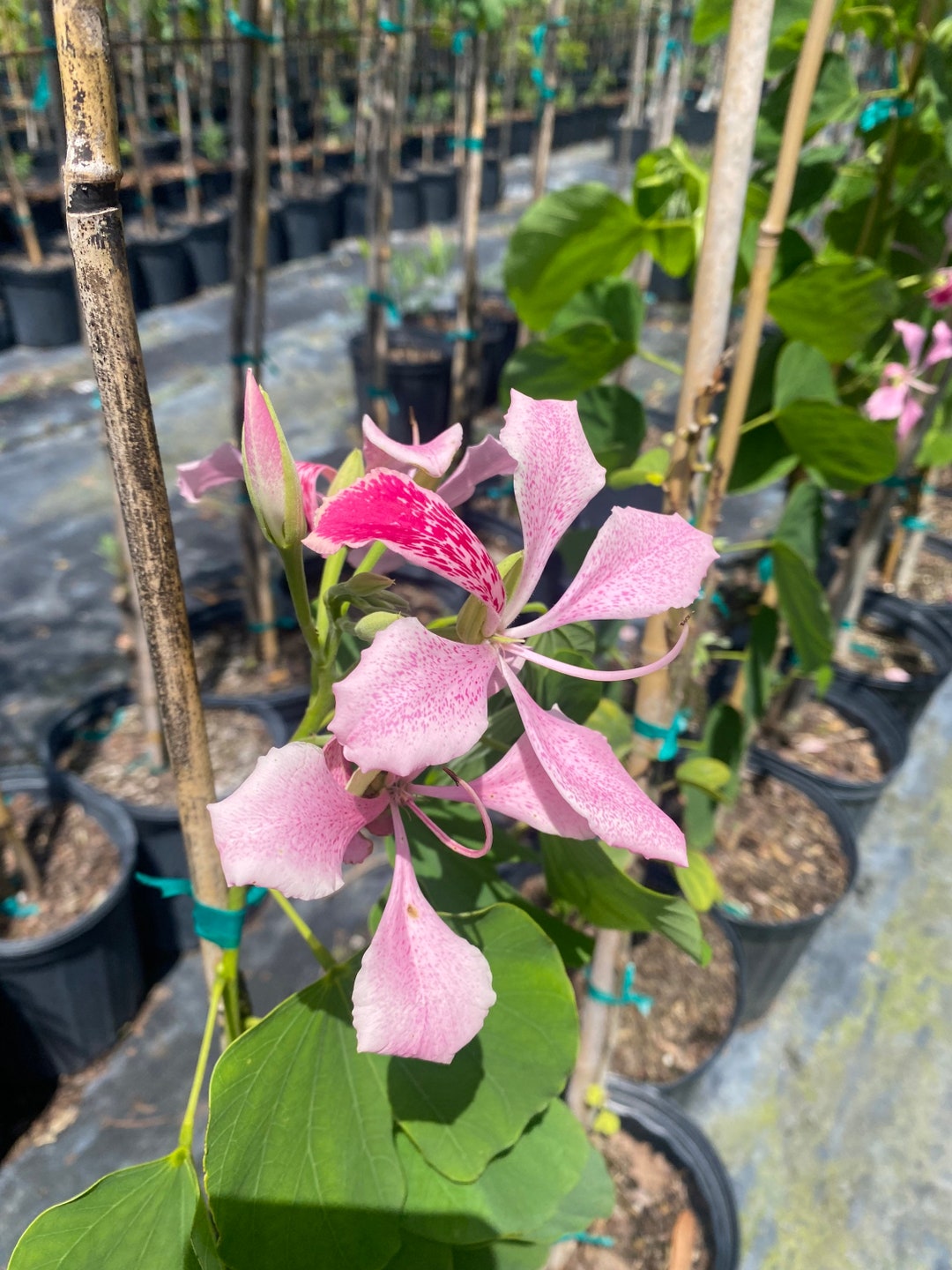 Hong Kong Orchid Tree Bauhinia Monandra 10 Inch Pot - Etsy
