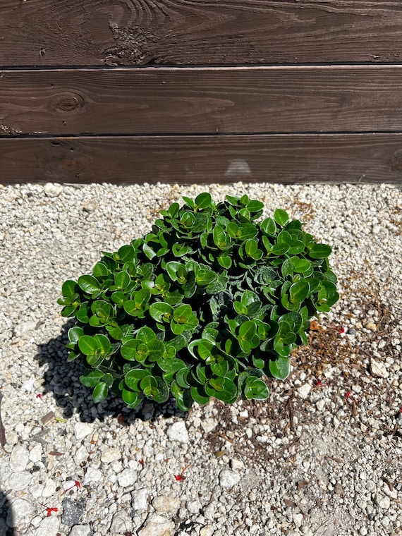 Carissa Macrocarpa Boxwood Beauty