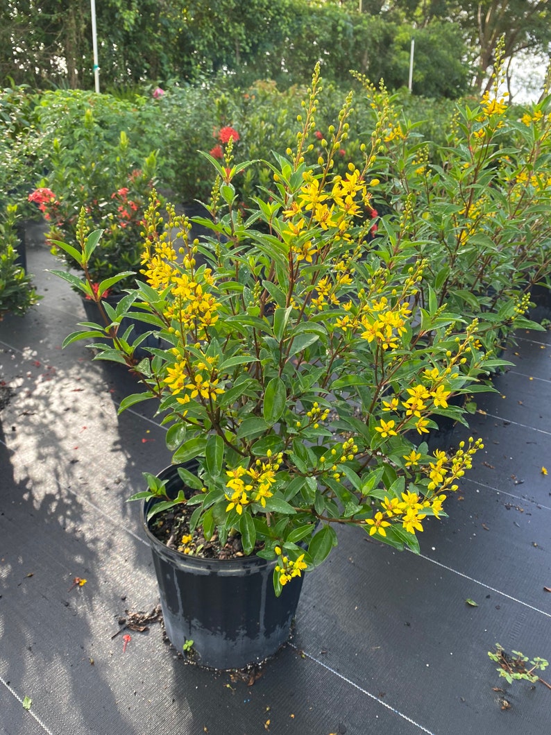 Golden Thryallis Galphimia Glauca 10 Inch Pot Free Shipping to Eastern ...