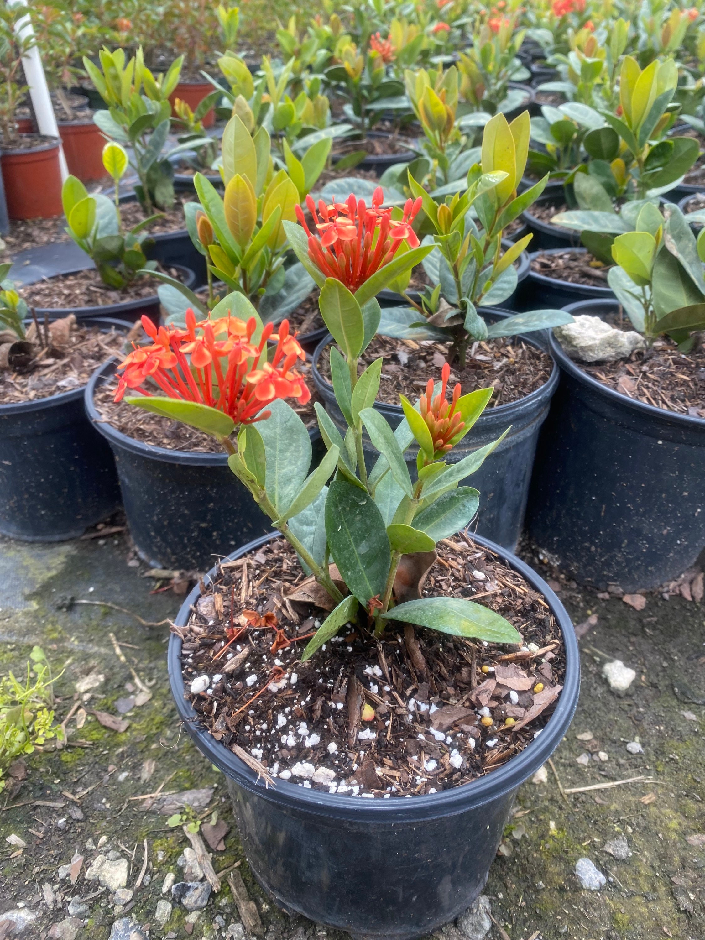 Ixora Maui Red Ixora Coccinea 6 Inch Pot Free Shipping to Eastern and ...