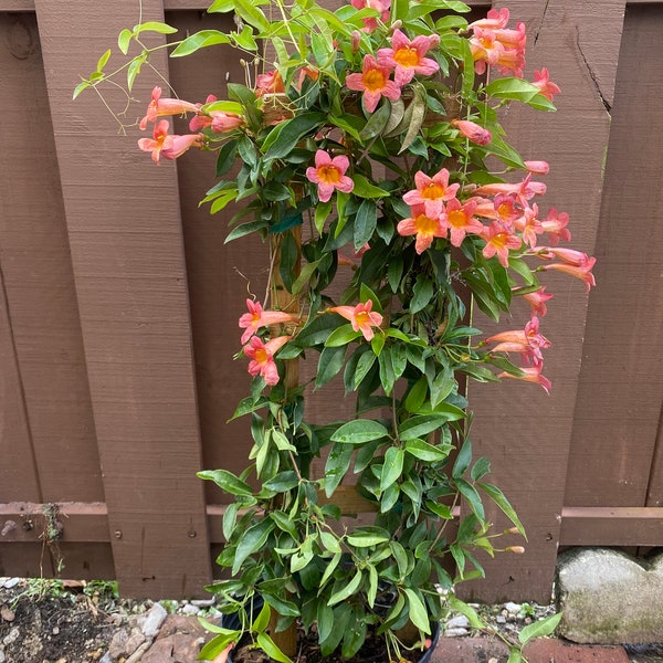 Trumpet Vine Live Plant - Etsy