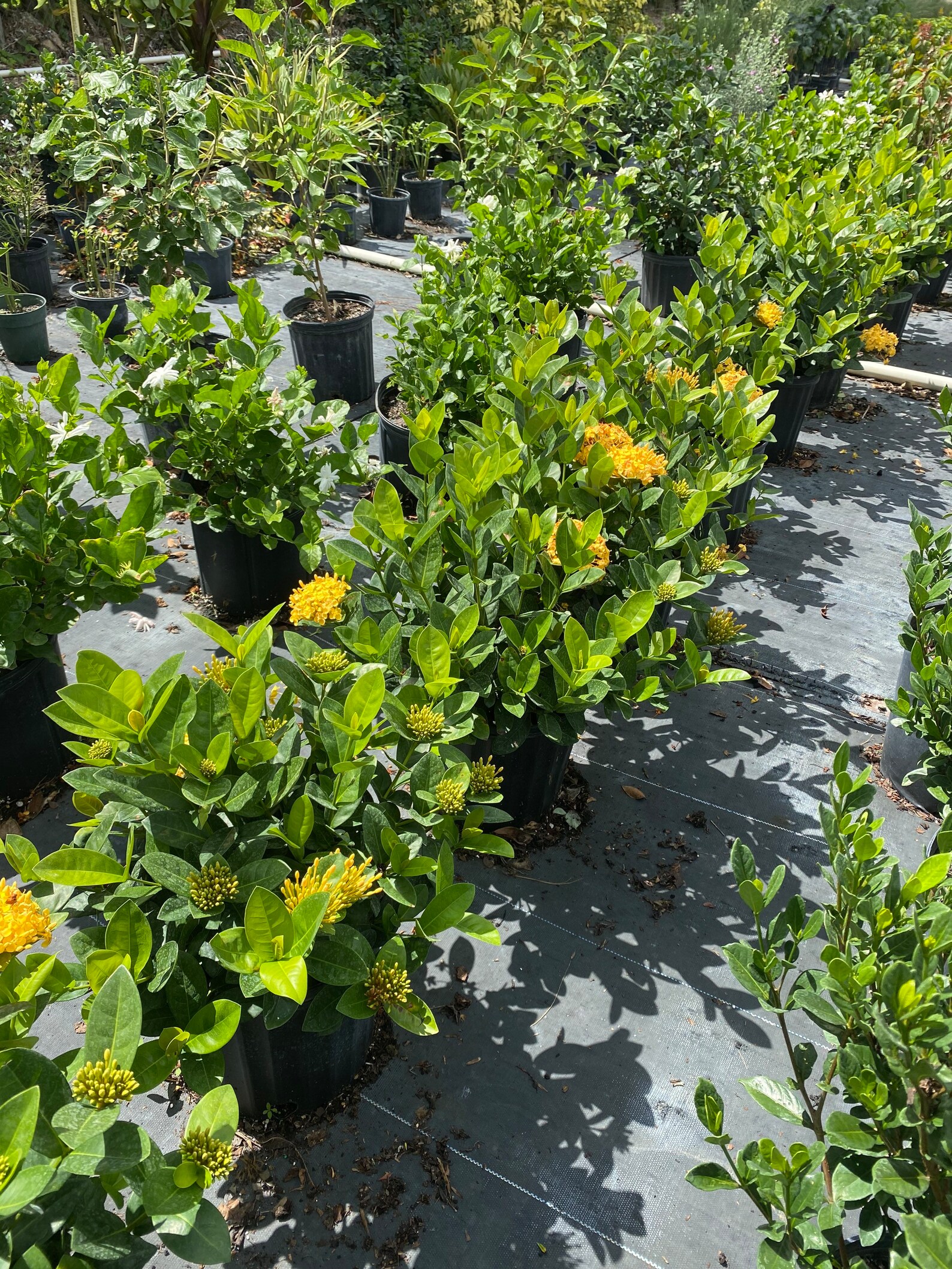 Ixora Maui Yellow Ixora Coccinea 10 Inch Pot - Etsy